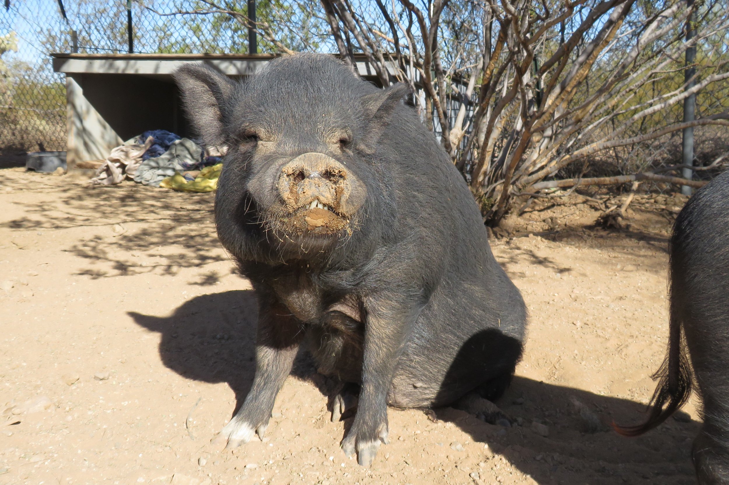 Sponsor a pig — Ironwood Pig Sanctuary