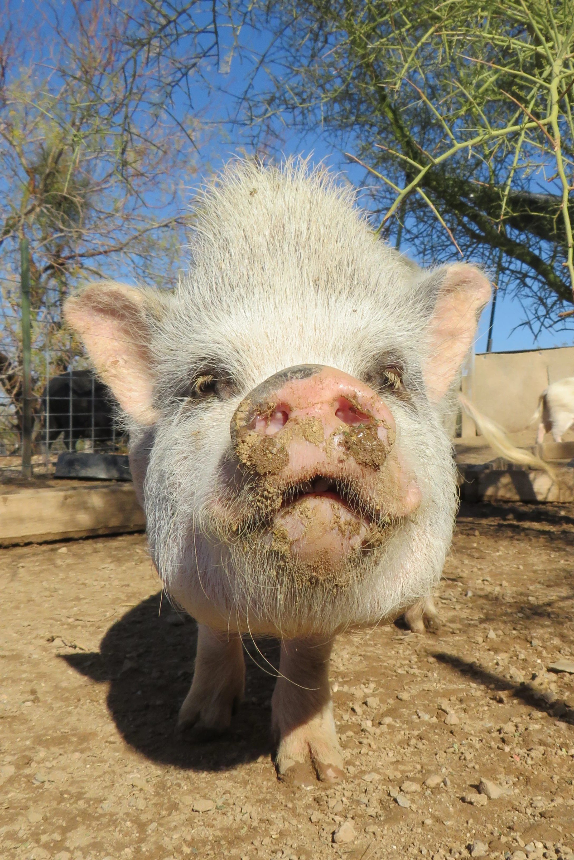 Sponsor a pig — Ironwood Pig Sanctuary