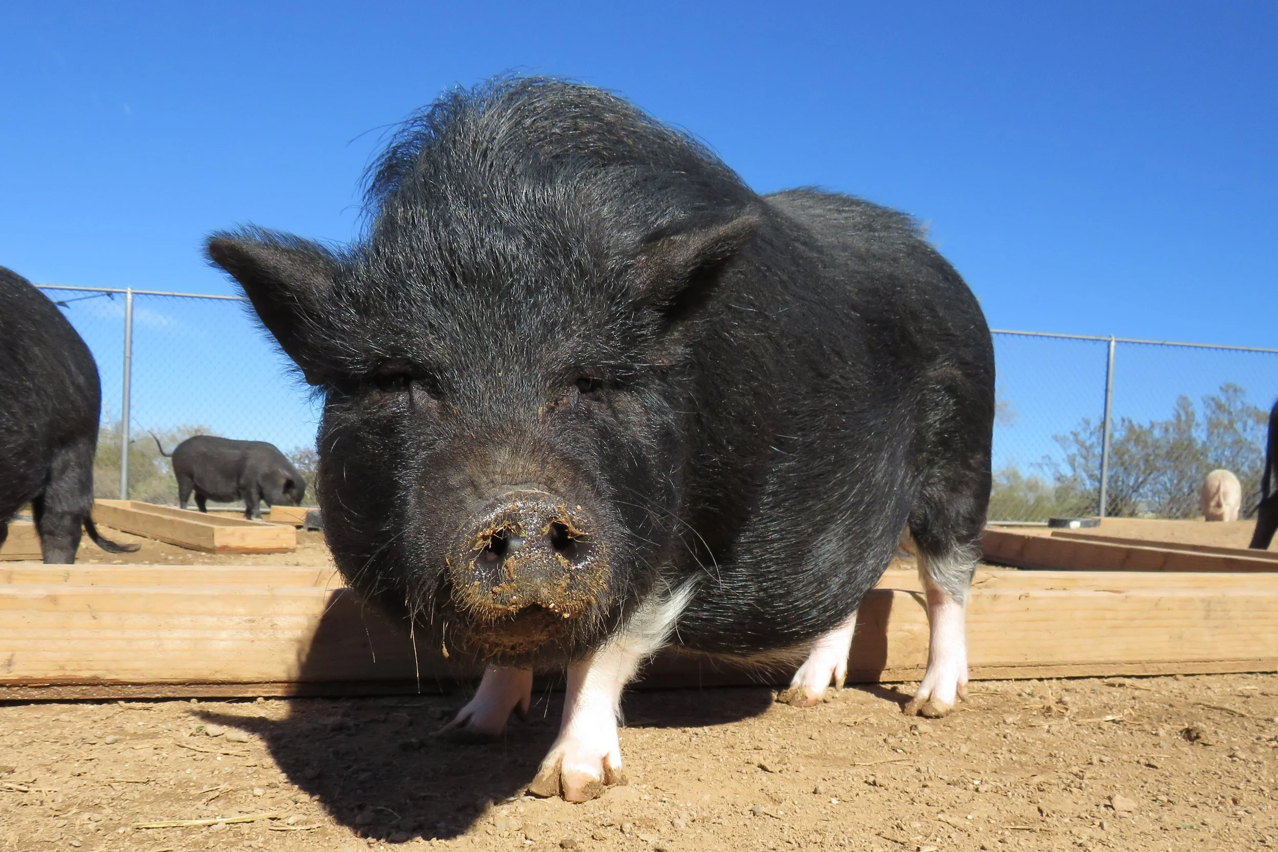 Sponsor a pig — Ironwood Pig Sanctuary