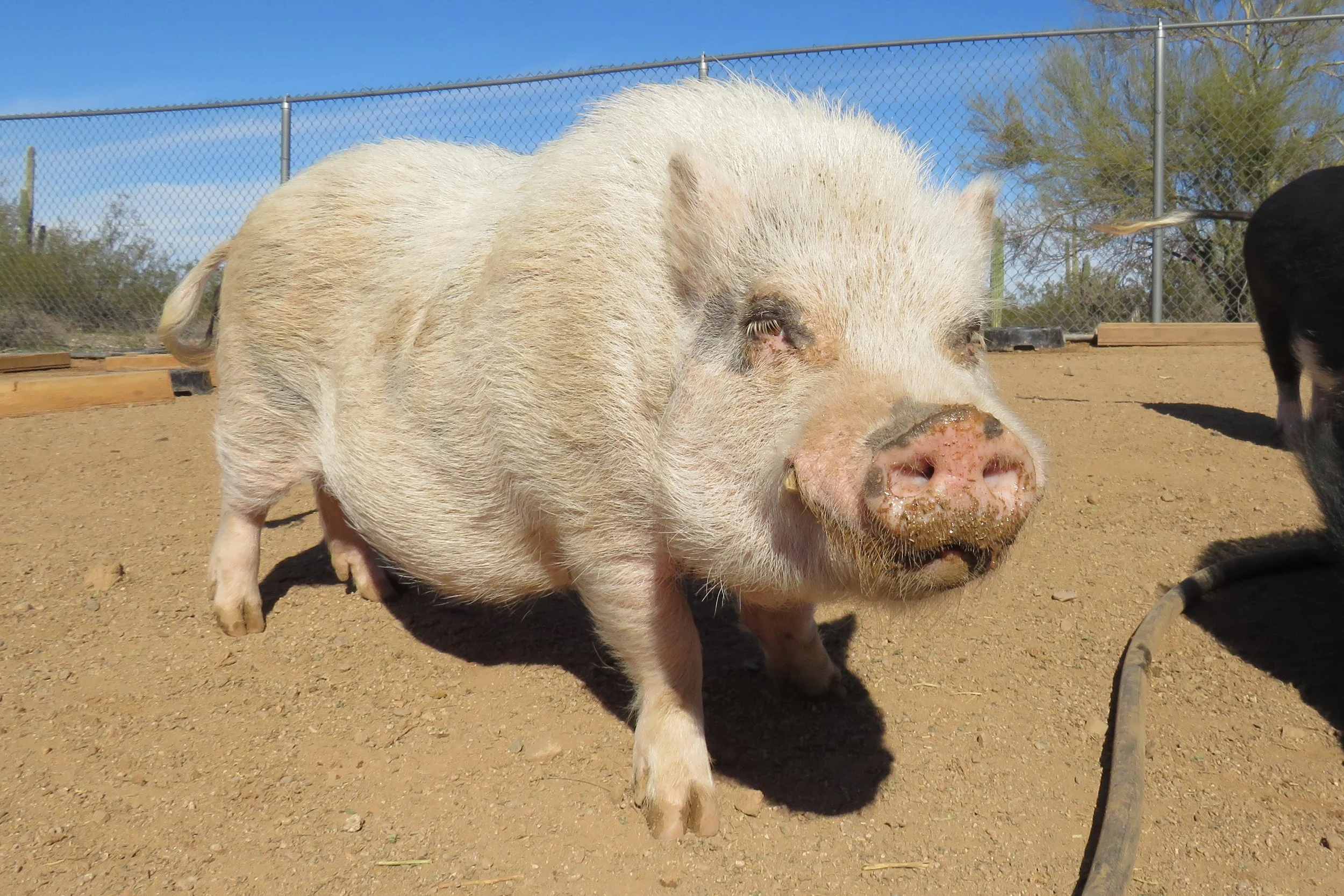 Sponsor a pig — Ironwood Pig Sanctuary