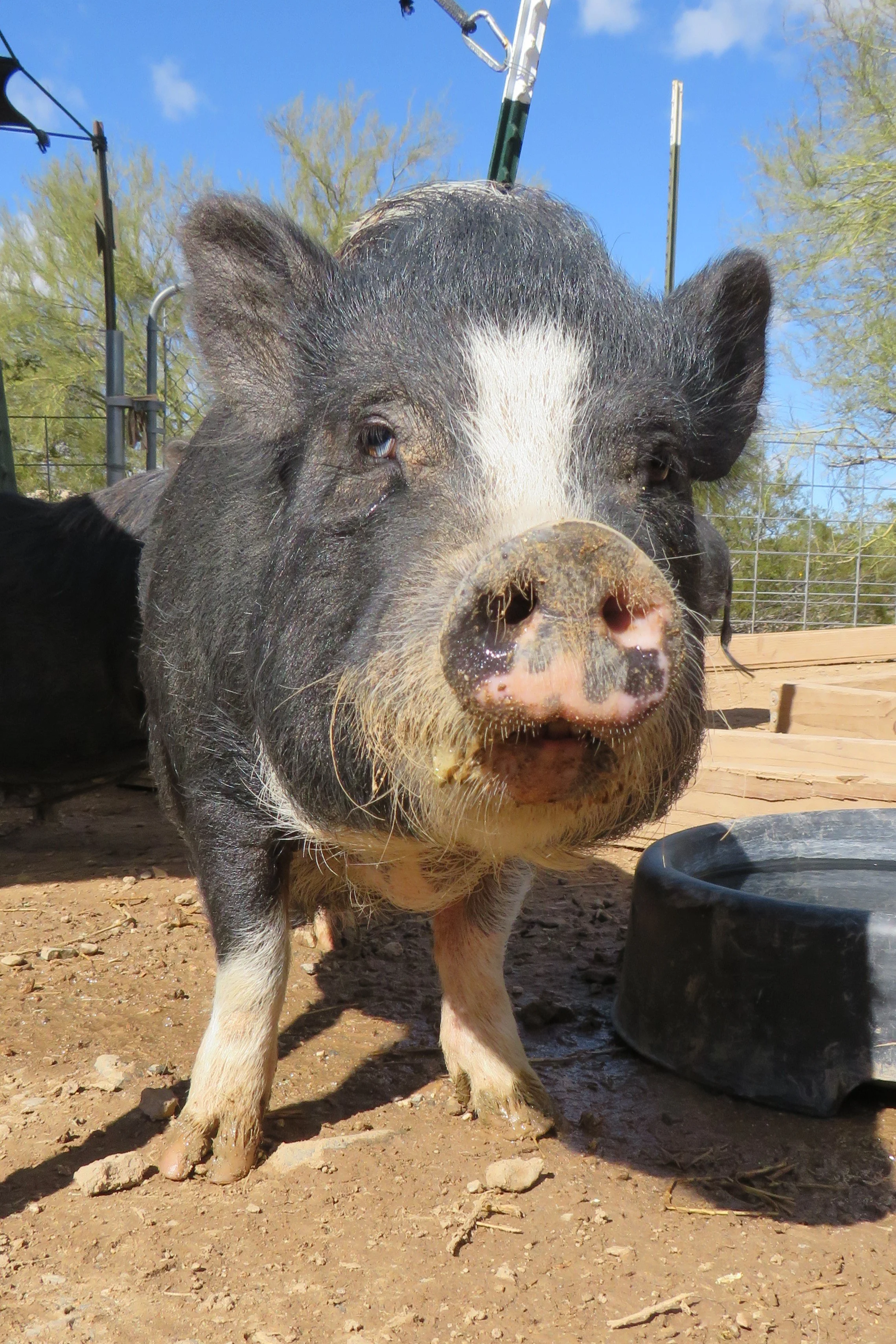 Sponsor a pig — Ironwood Pig Sanctuary