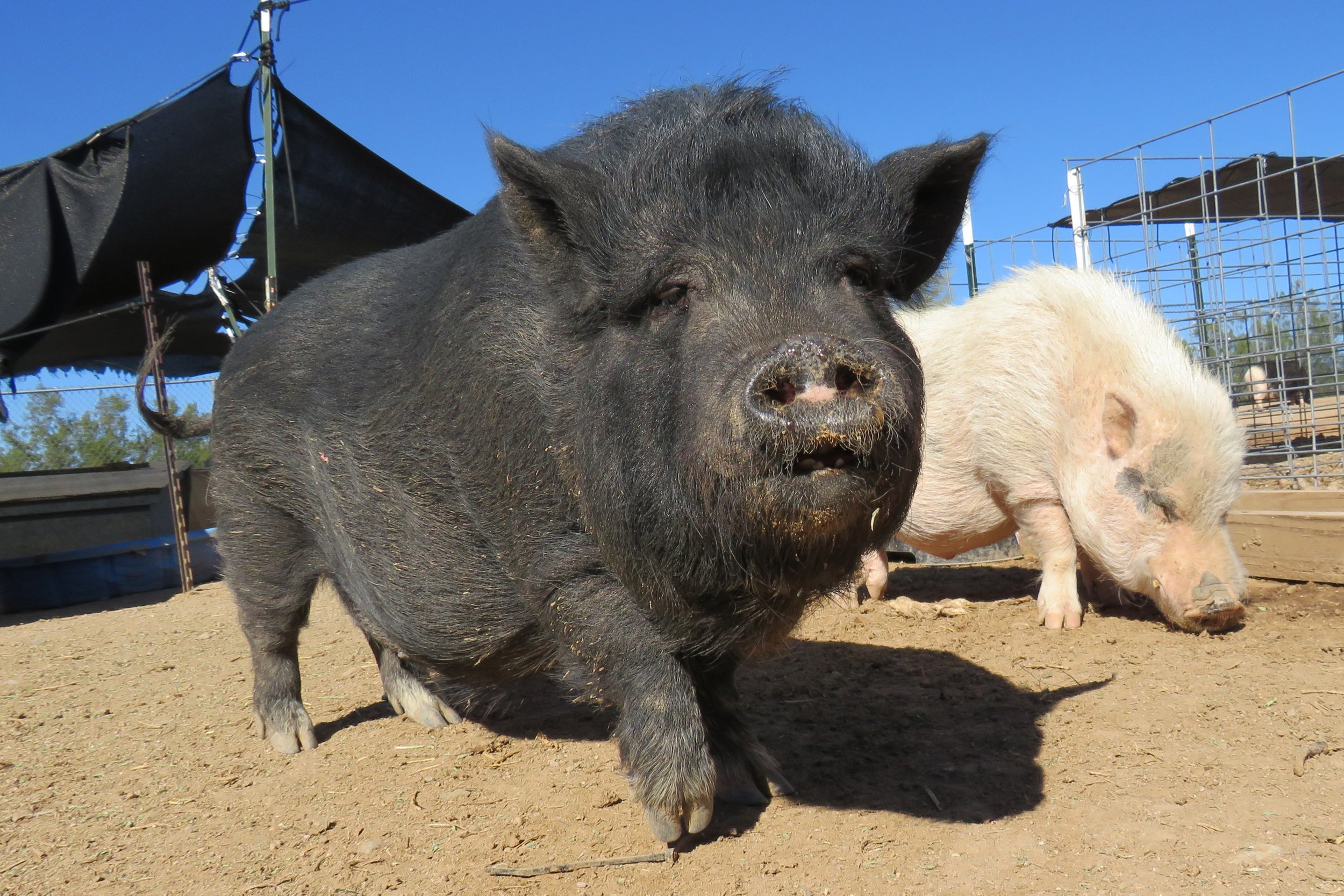Sponsor a pig — Ironwood Pig Sanctuary