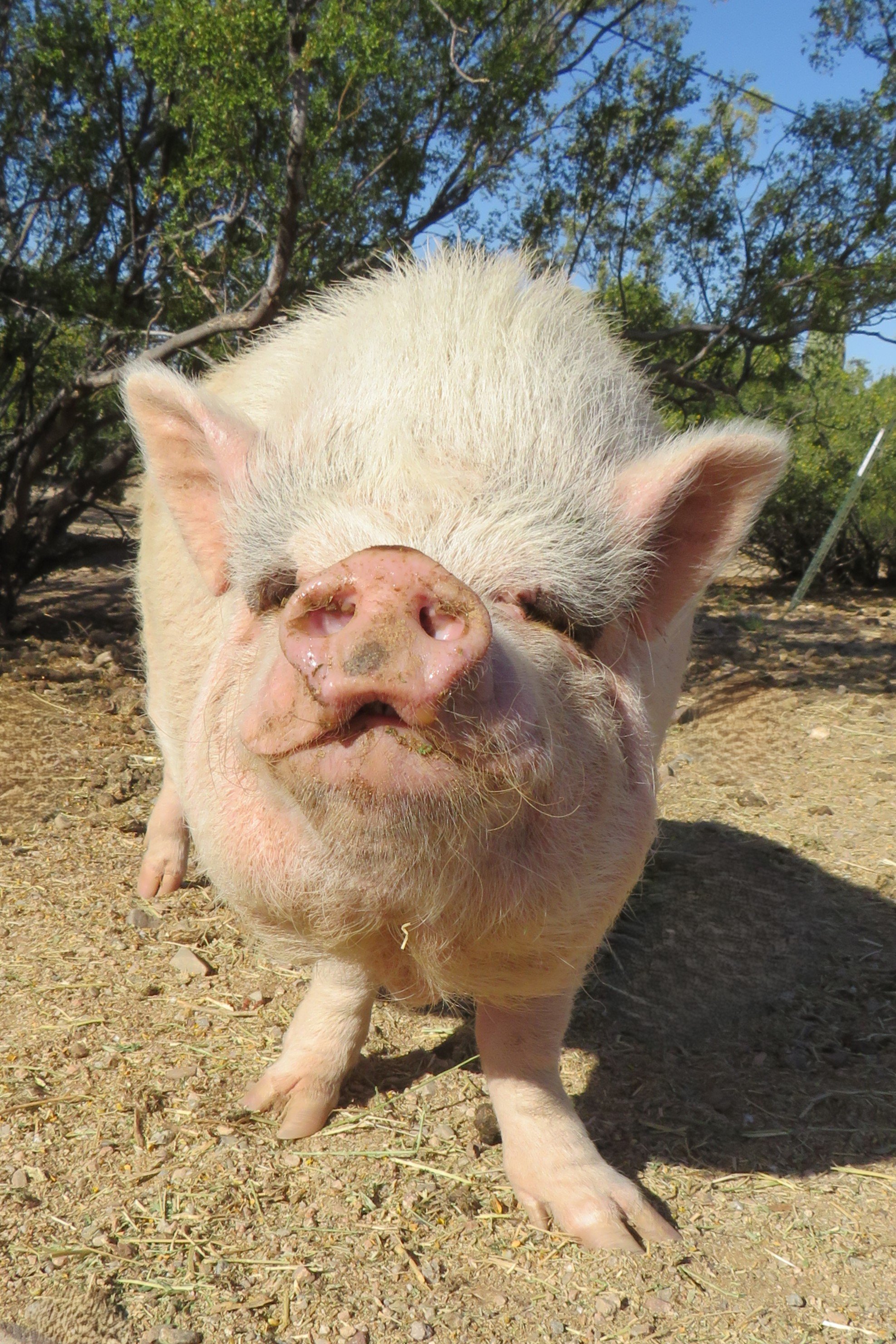 Sponsor a pig — Ironwood Pig Sanctuary