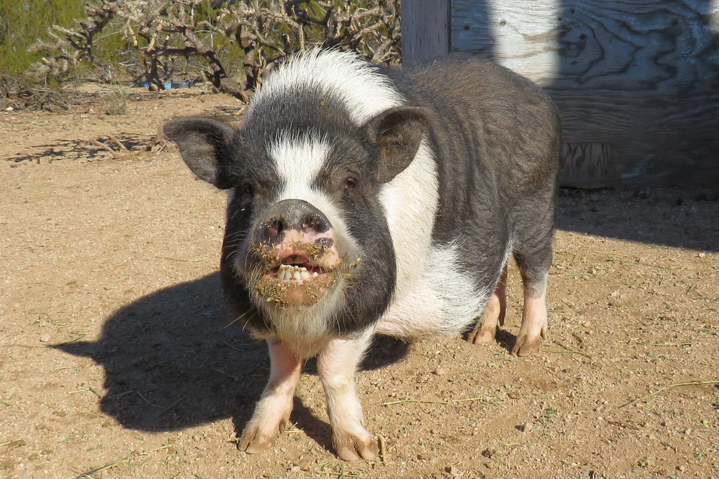 Sponsor a pig — Ironwood Pig Sanctuary