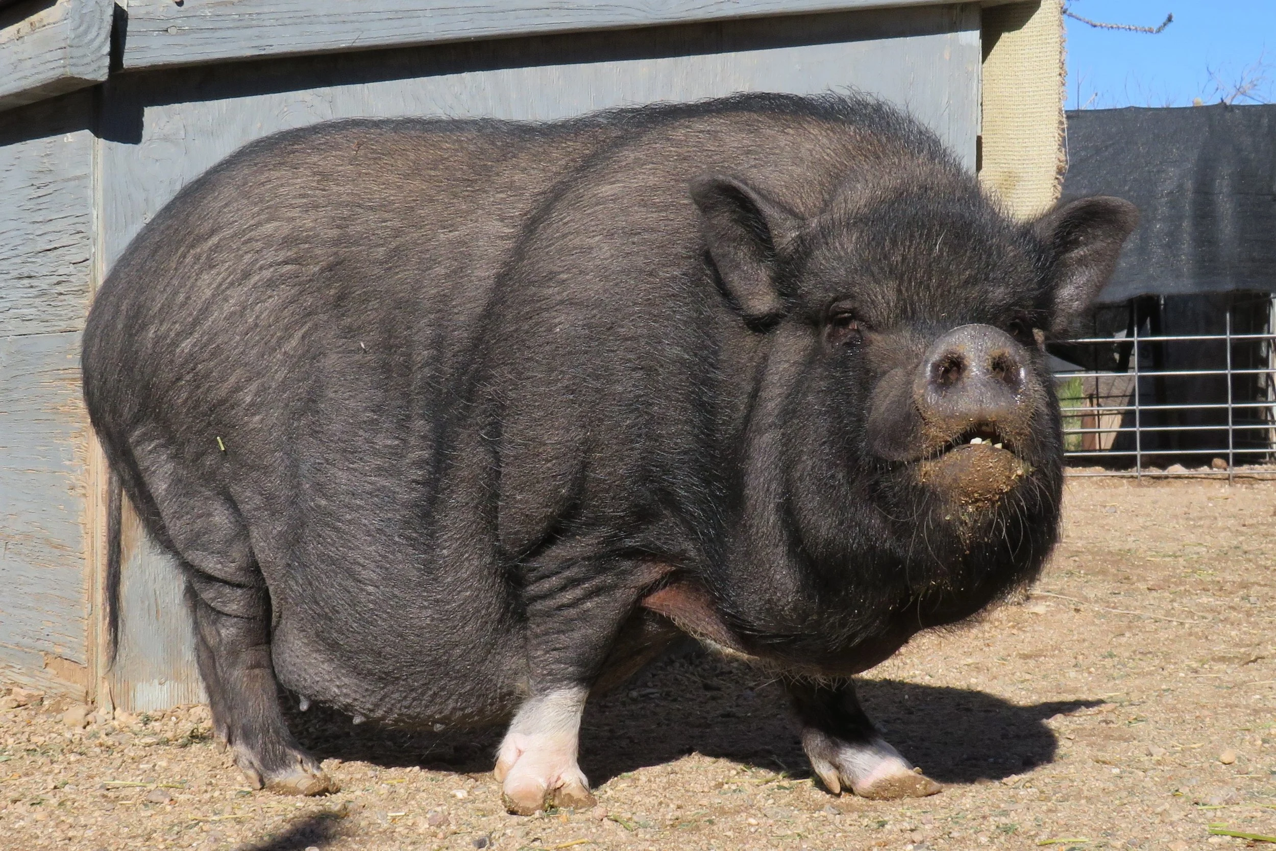 Sponsor a pig — Ironwood Pig Sanctuary