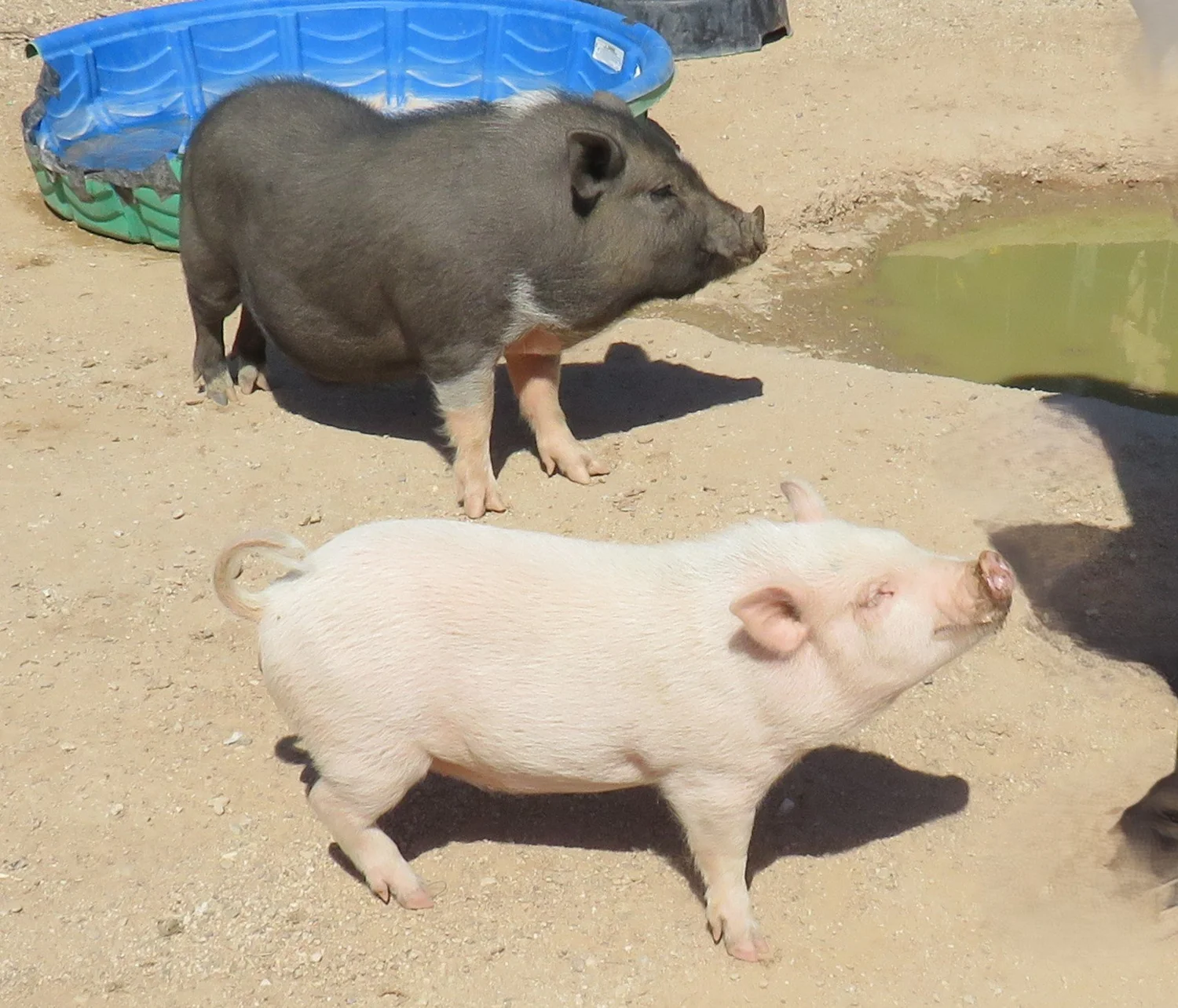 Adopting a pig — Ironwood Pig Sanctuary