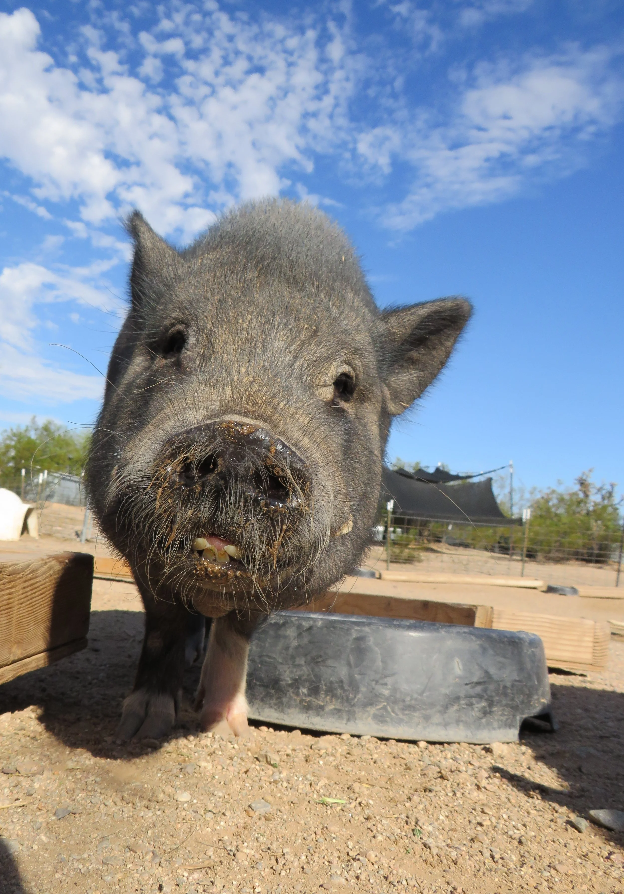 Ironwood Pig Sanctuary