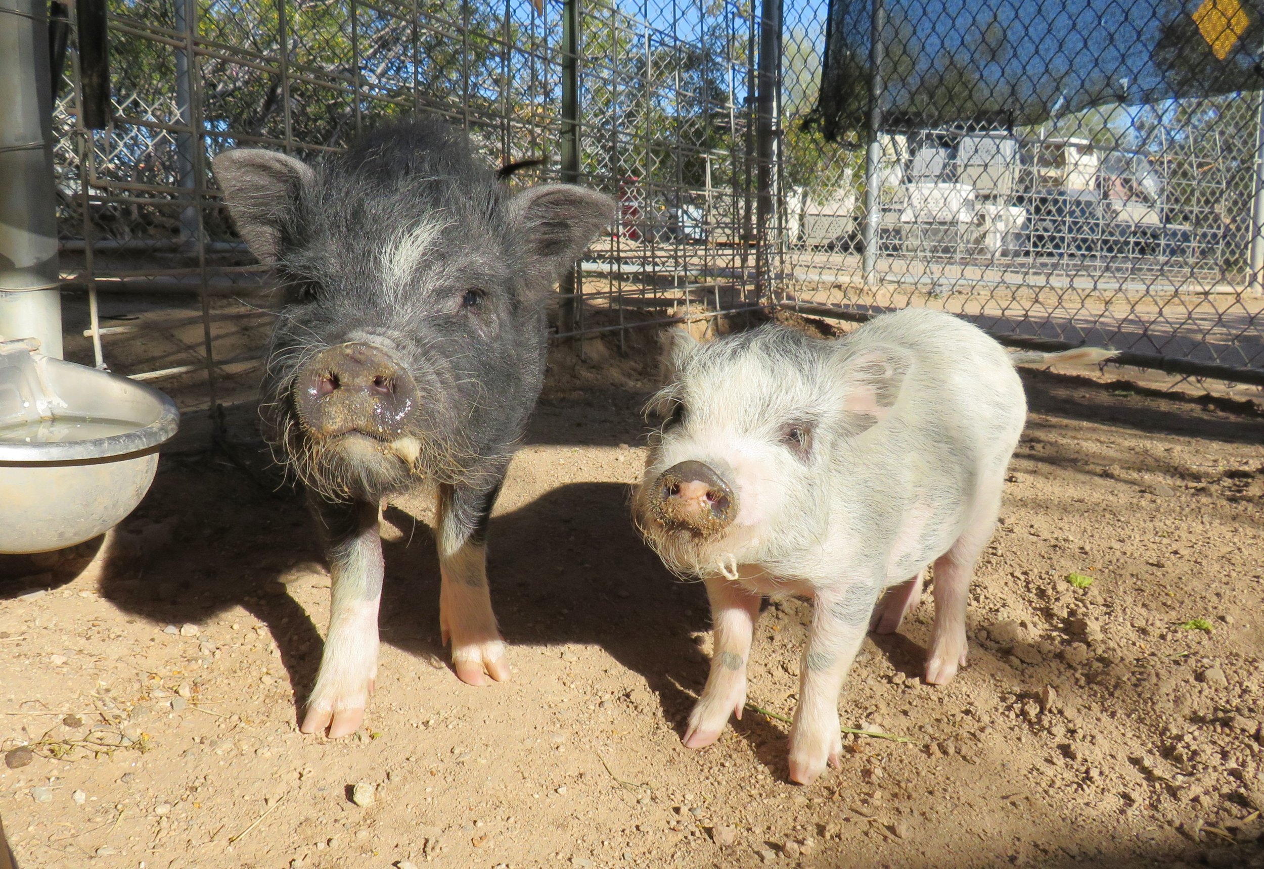 Adopting a pig — Ironwood Pig Sanctuary