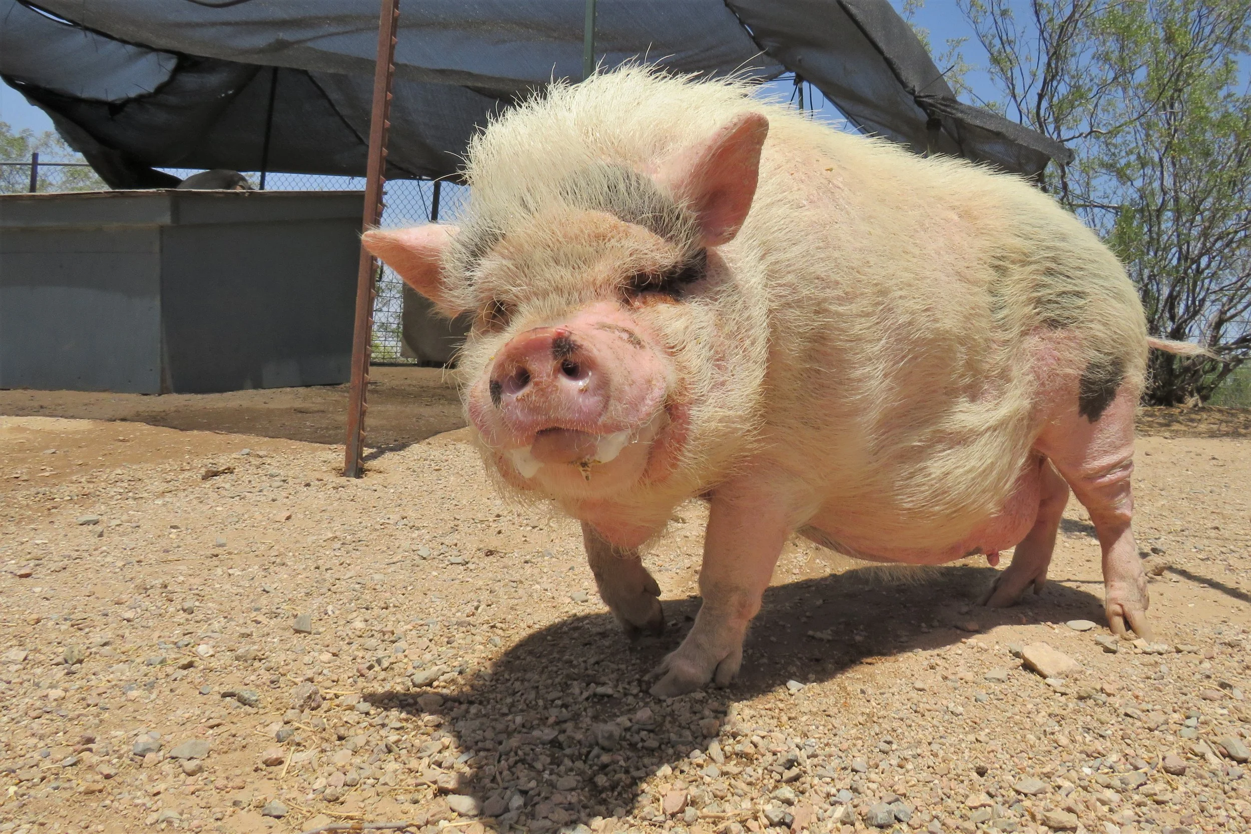Adopting a pig — Ironwood Pig Sanctuary