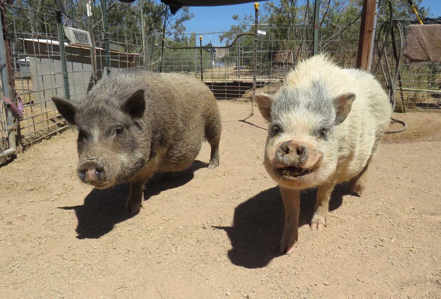 Adopting a pig — Ironwood Pig Sanctuary