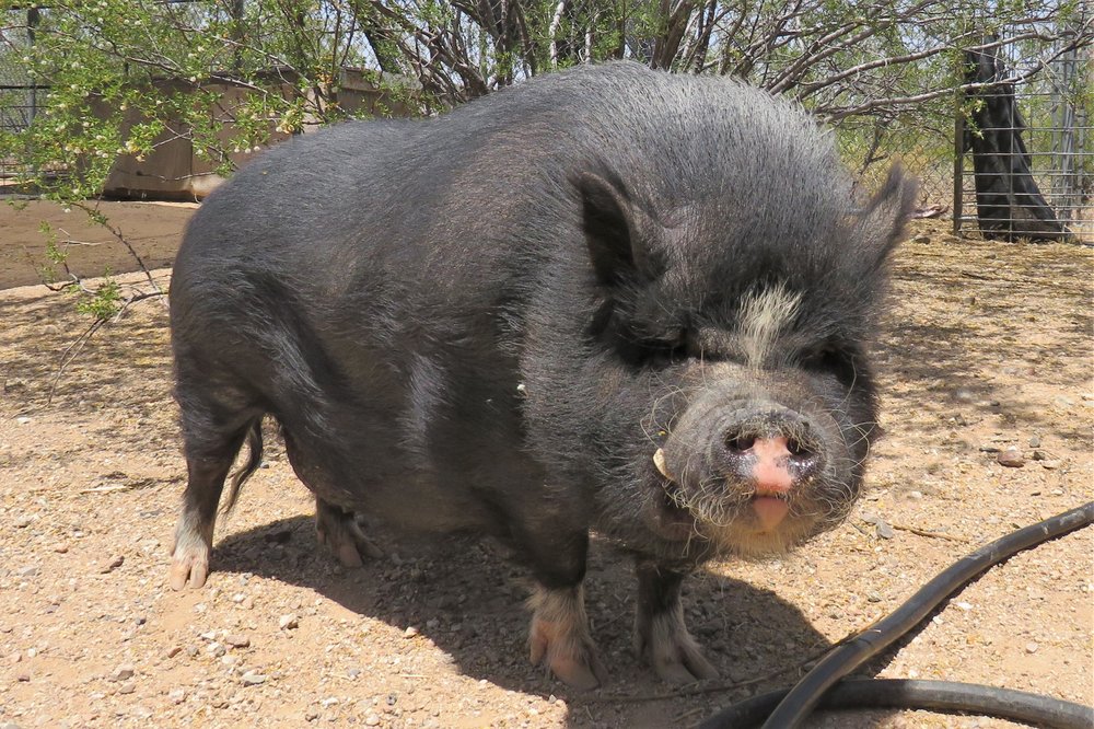 Adopting a pig — Ironwood Pig Sanctuary