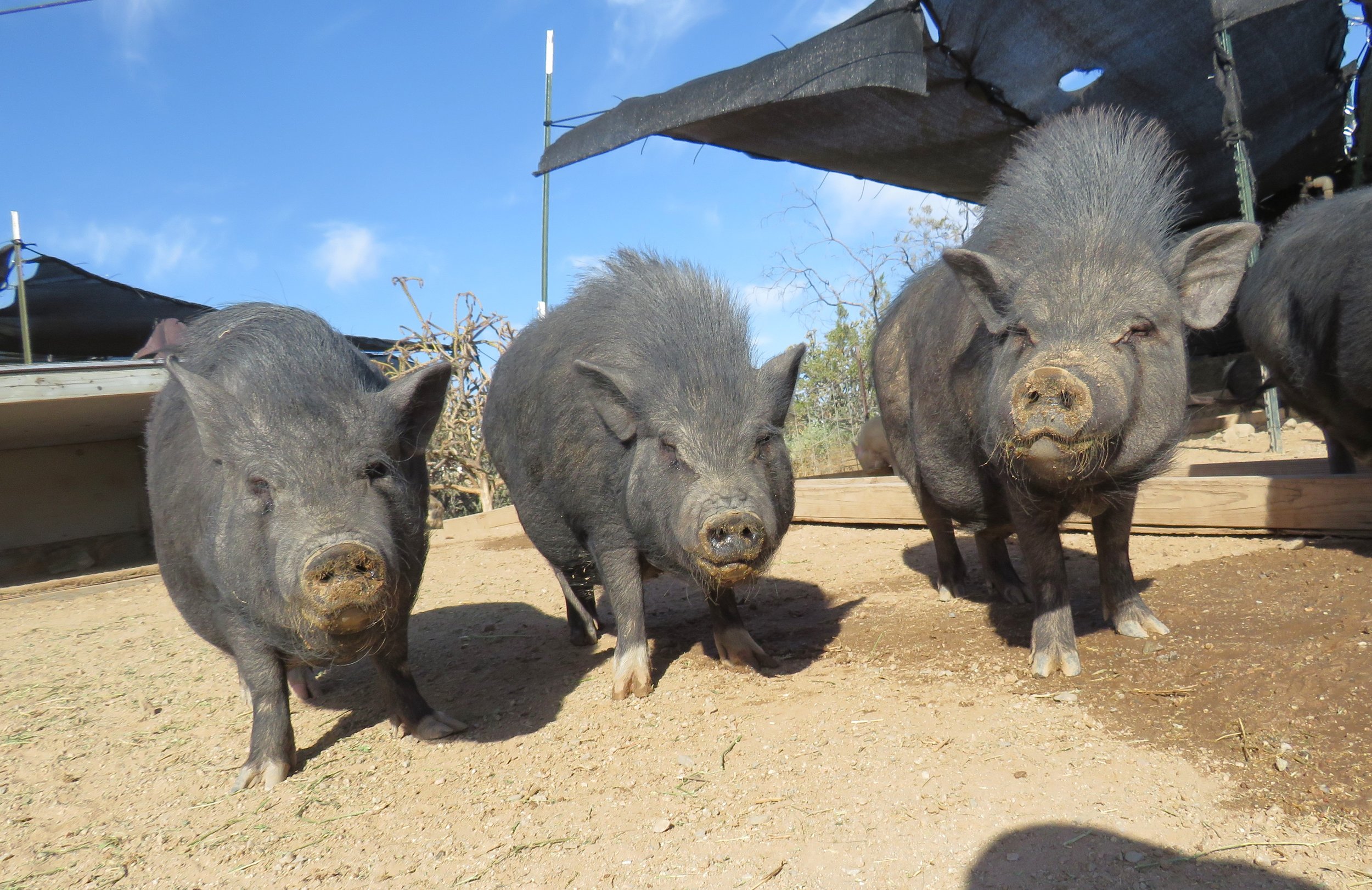 Visit our pigs — Ironwood Pig Sanctuary