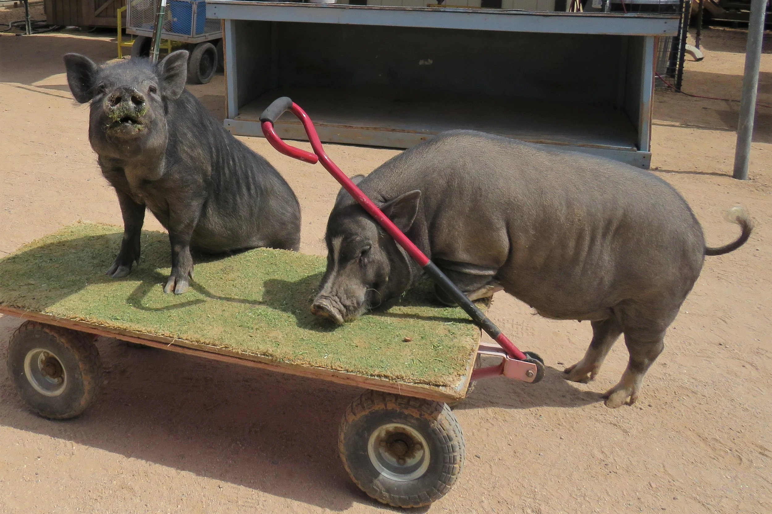 Adopting a pig — Ironwood Pig Sanctuary