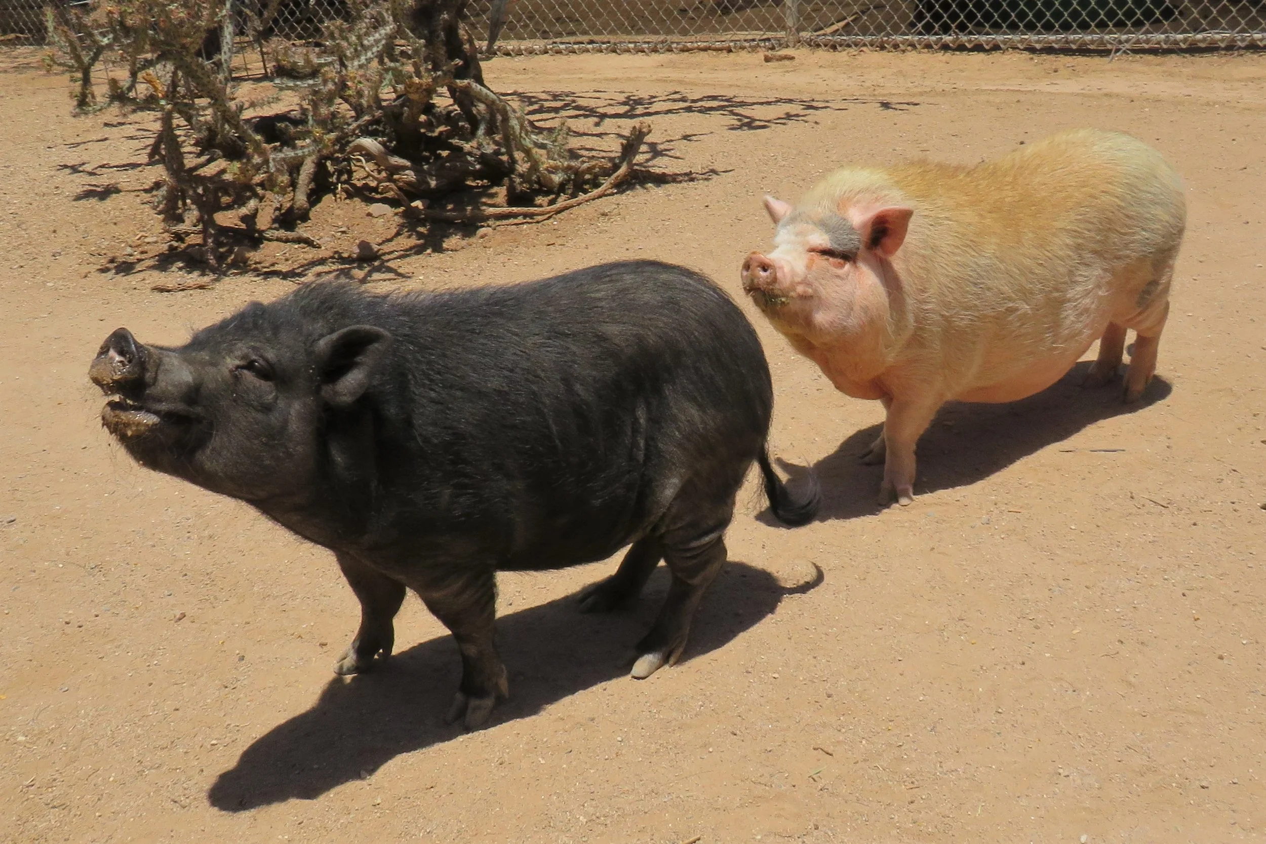 Adopting a pig — Ironwood Pig Sanctuary