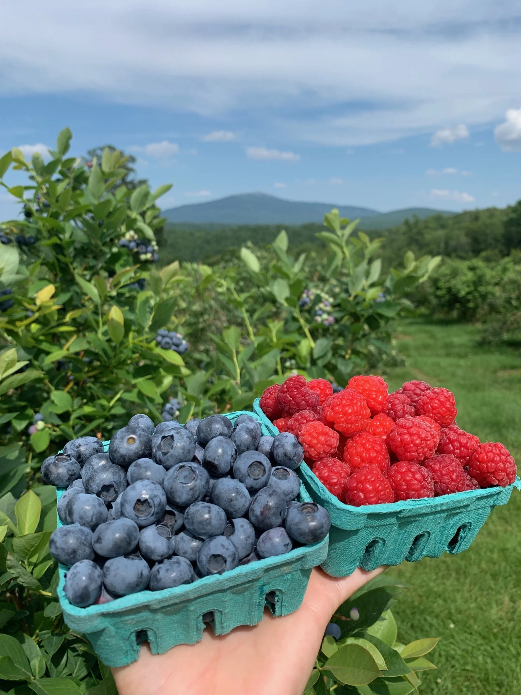 Monadnock Berries