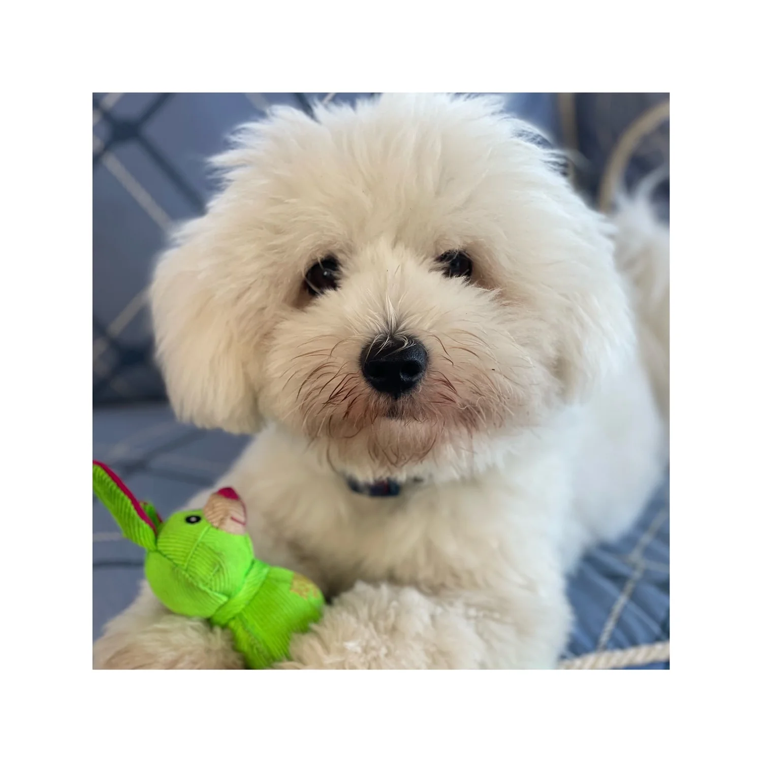 About Us — Tazzy Animal Rescue Fund