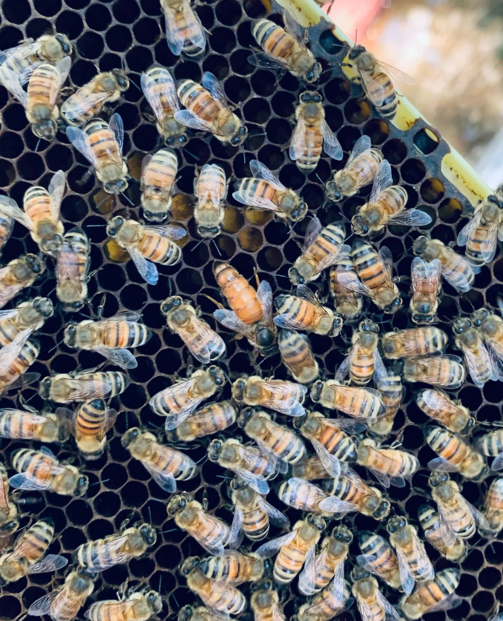 Bee Curious LLC