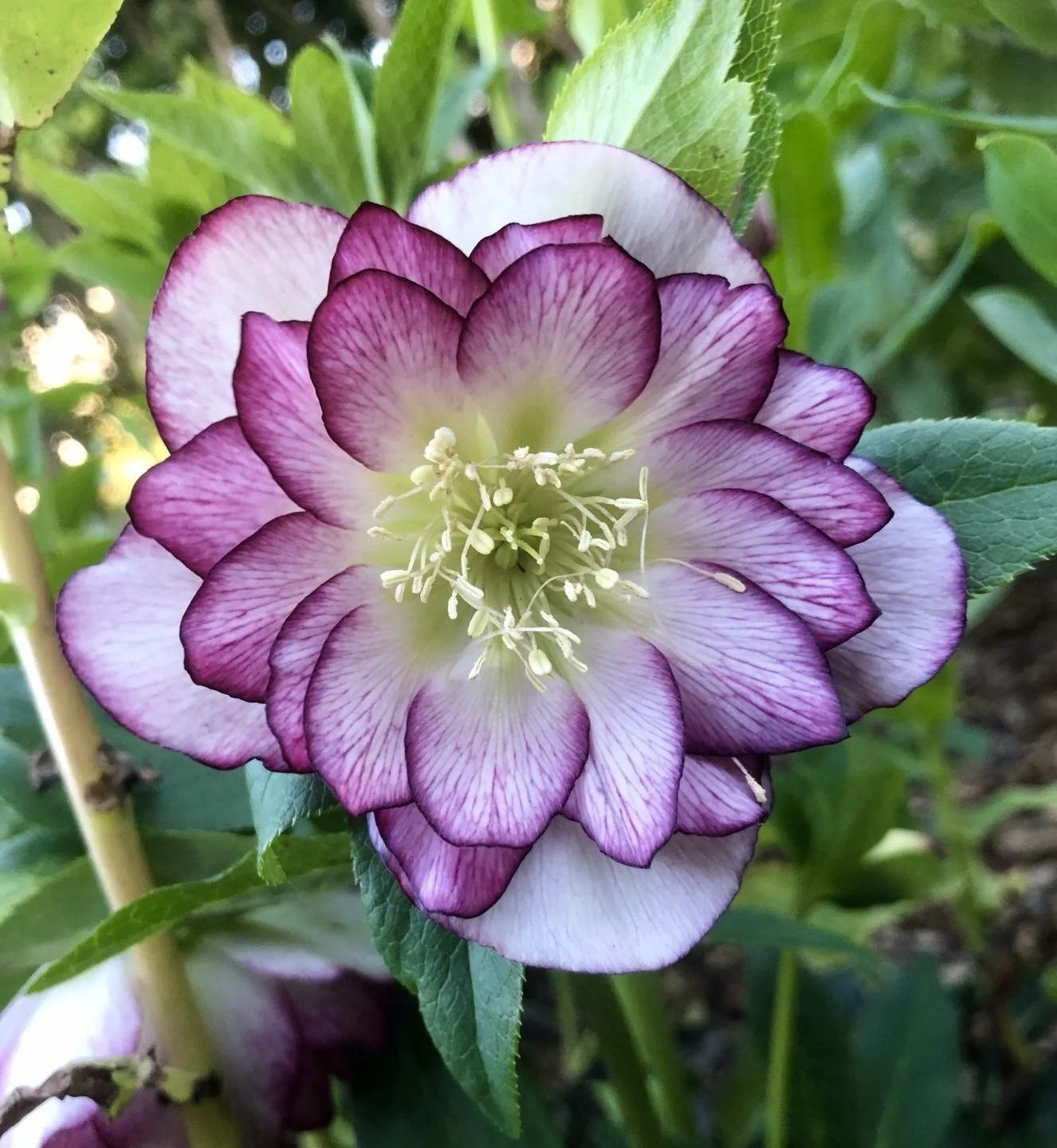 PINOLI FARMHOUSE KITCHEN
