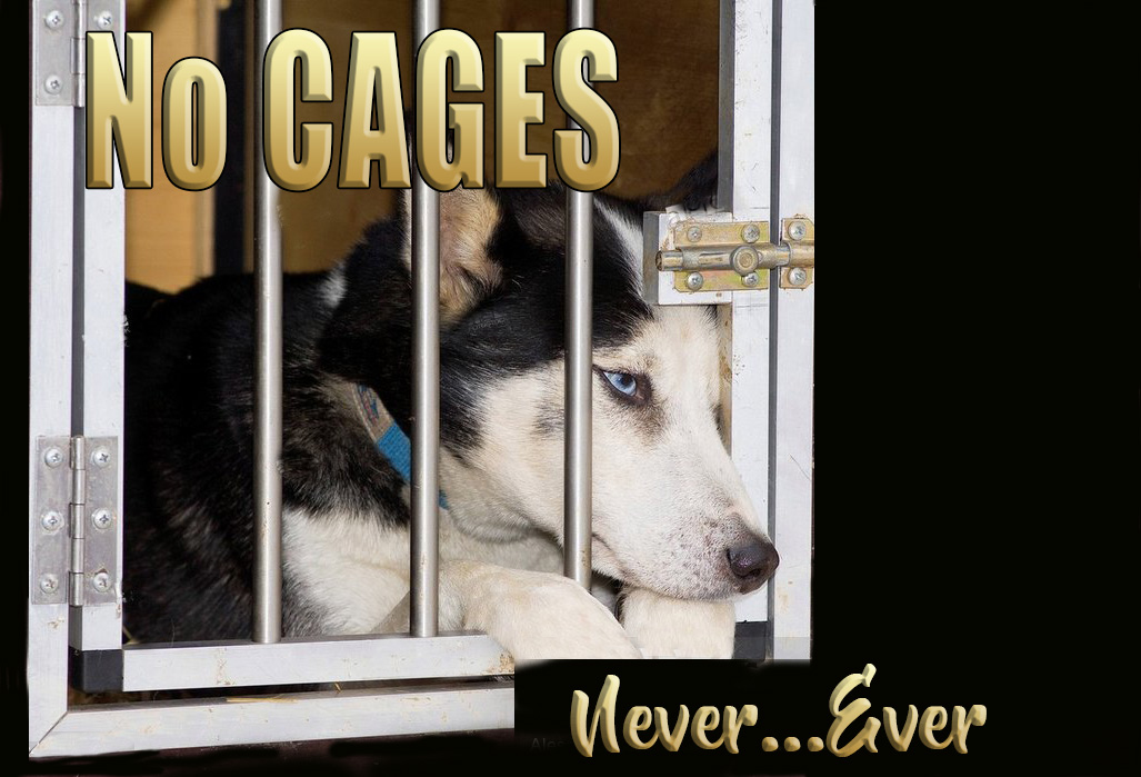 Cage free boarding, no cages ever. Instead the doggies get to snuggle ...