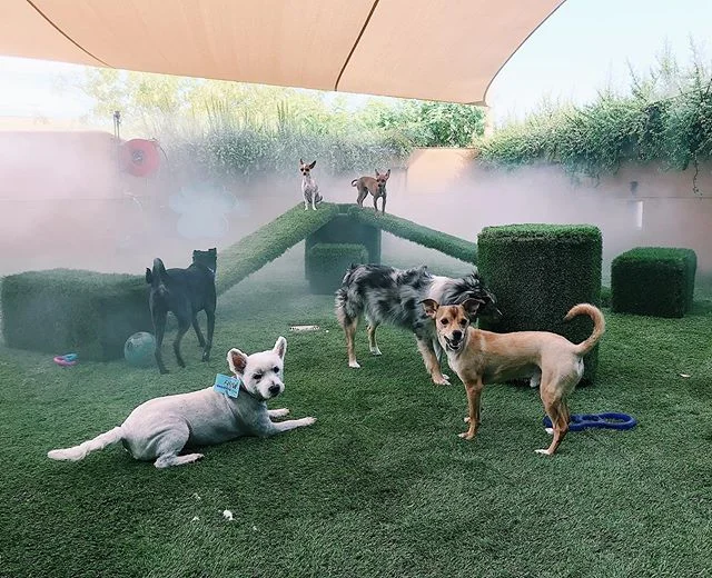 Doggie daycare, dog boarding and grooming