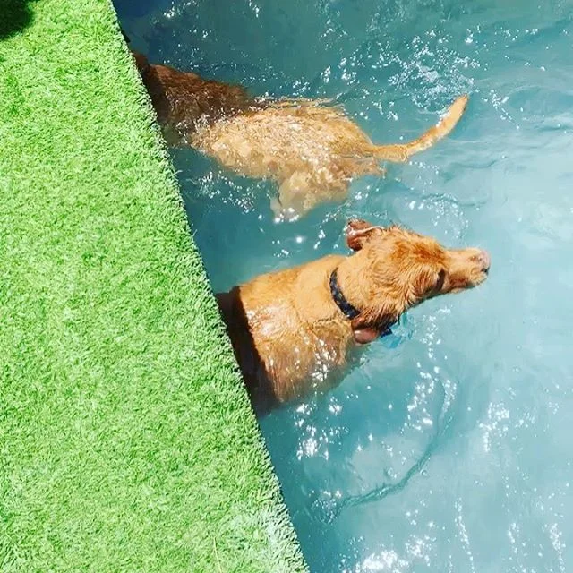 Doggie daycare, dog boarding and grooming