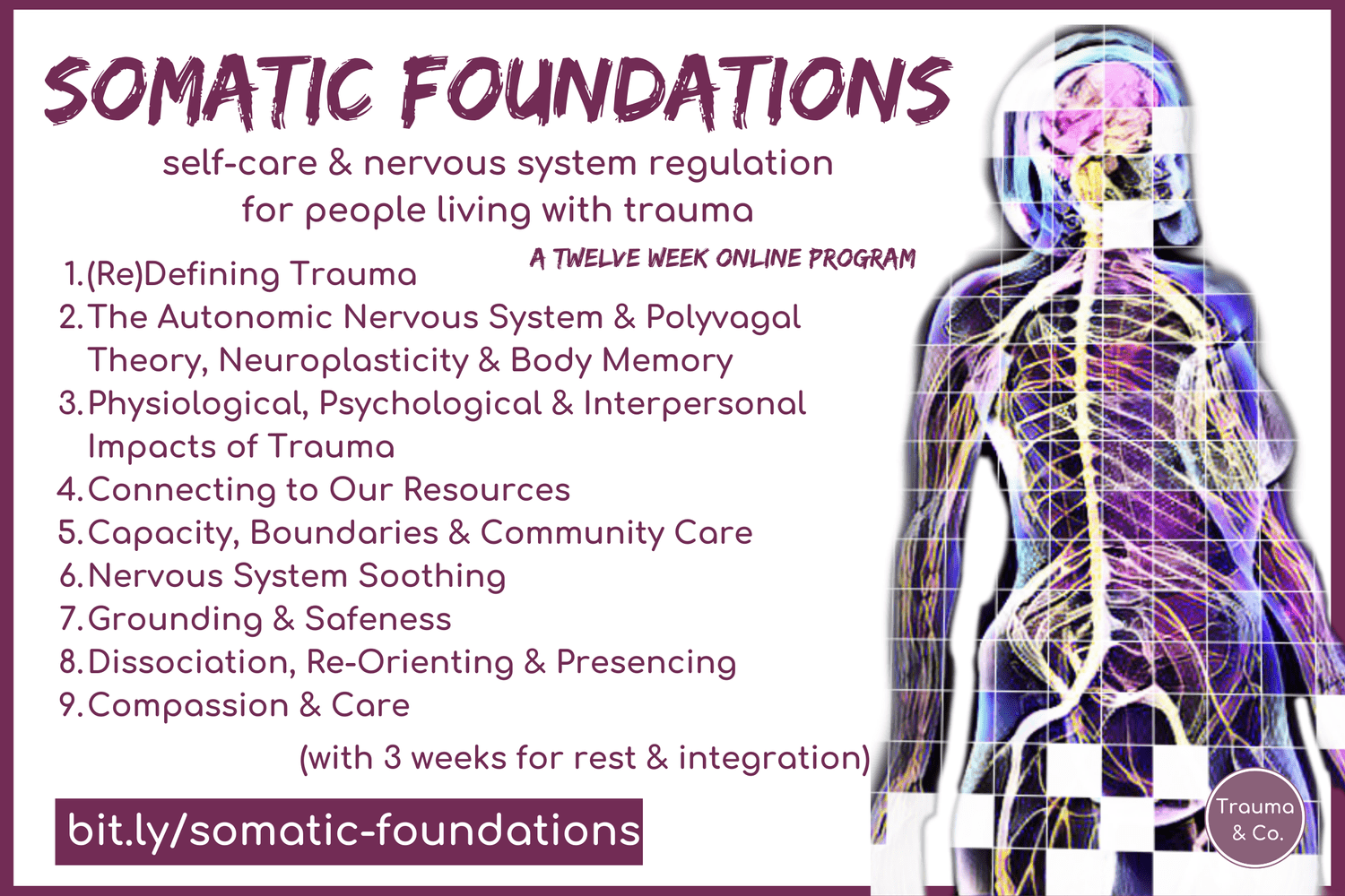 Somatic Foundations — Trauma & Co.