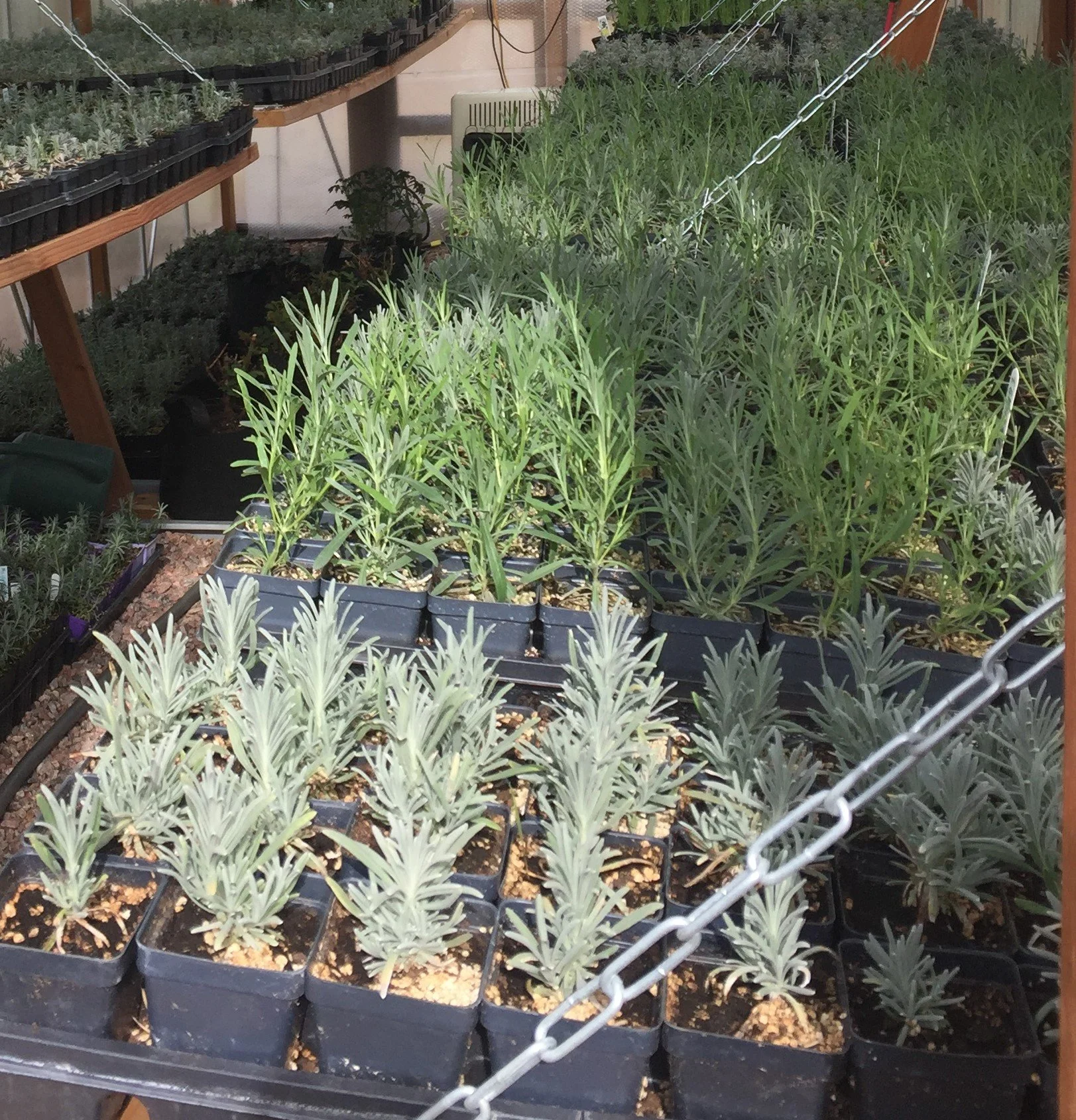 Colorado Mountain Lavender
