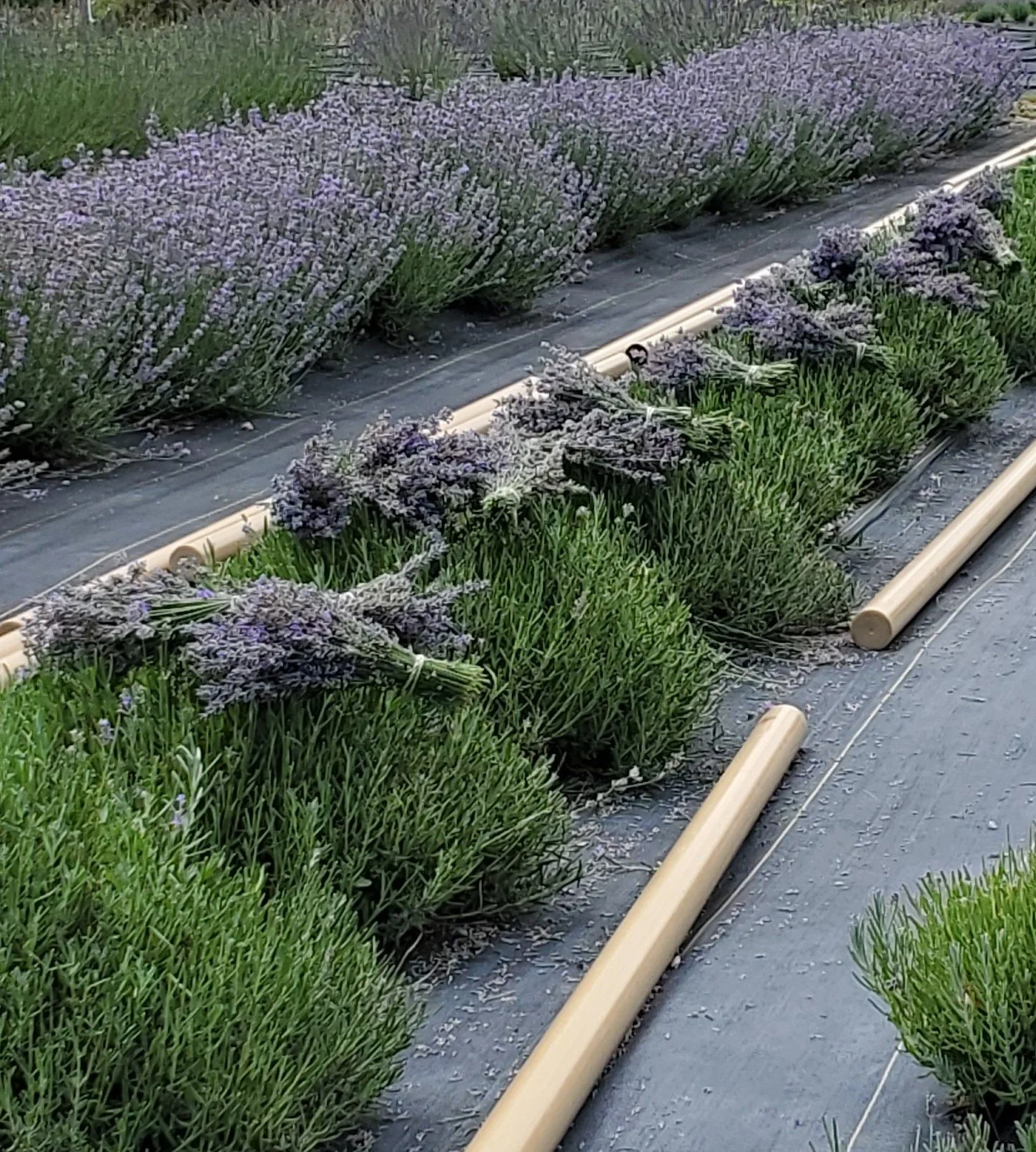 Lavender Farm — Colorado Mountain Lavender