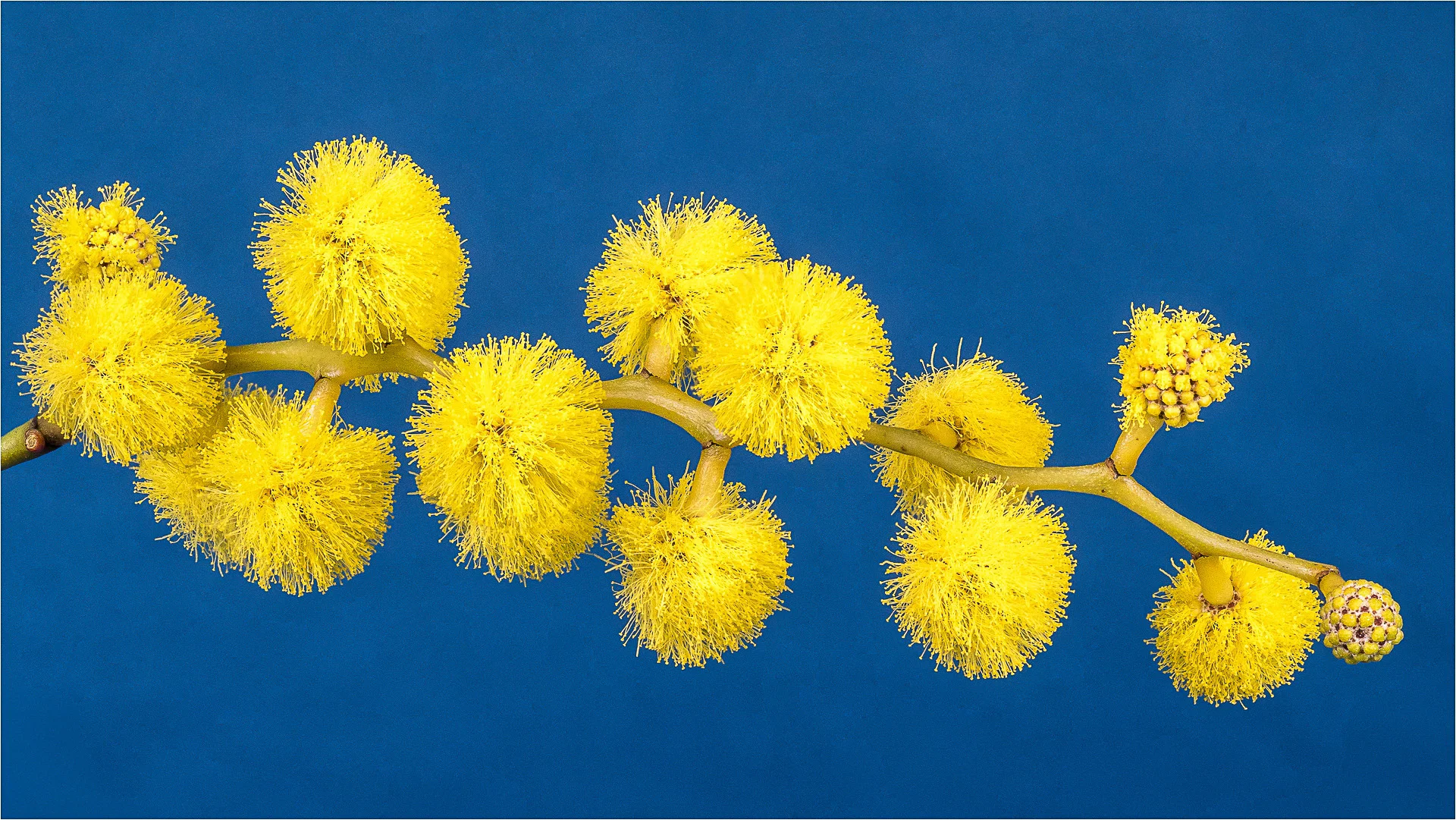 Macro 20 — IVANHOE PHOTOGRAPHIC