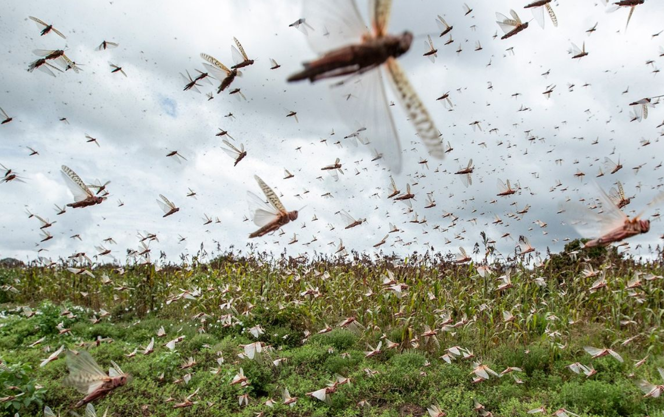 New publication: a chance discovery of an extraordinary dragonfly ...