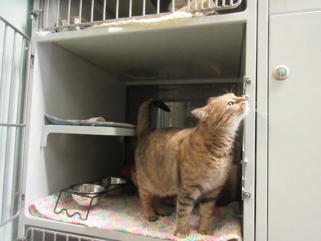 Cat Boarding — The Paw Resort & Wellness Center | Pet Grooming, Daycare ...