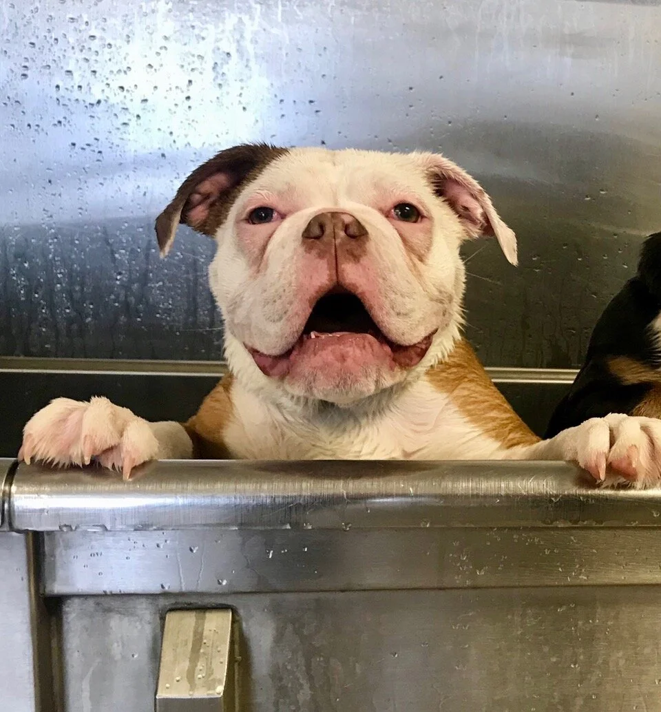 The Paw Spaw — The Paw Resort & Wellness Center | Pet Grooming, Daycare ...