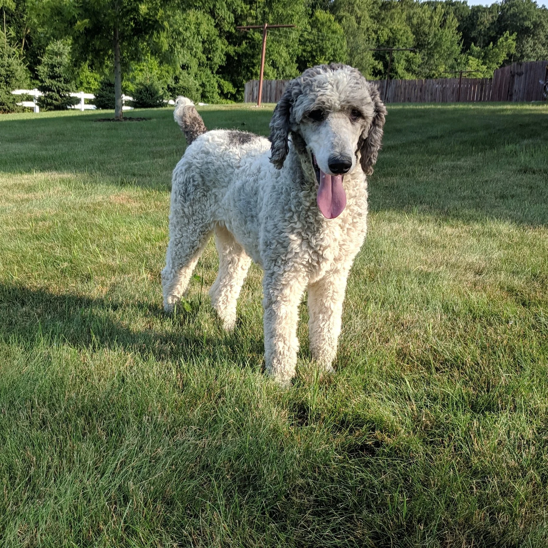 Our Top-Class Females — Hoosier Canines