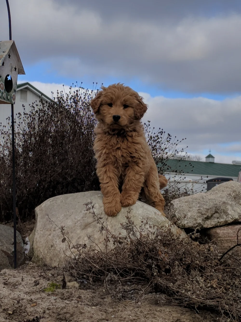 Hoosier Canines - Bernedoodle Puppies for Sale Indiana