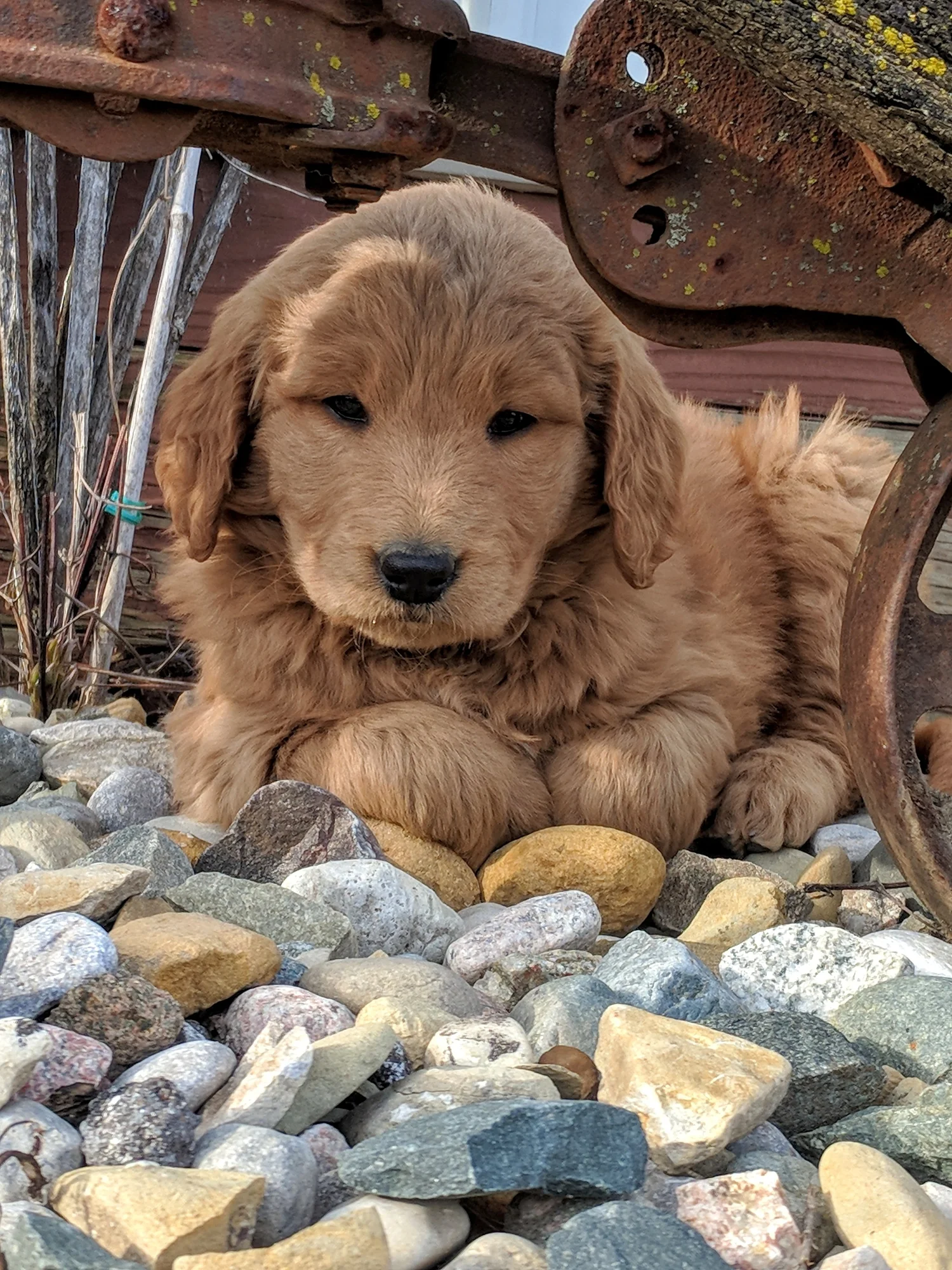 Hoosier Canines - Bernedoodle Puppies for Sale Indiana
