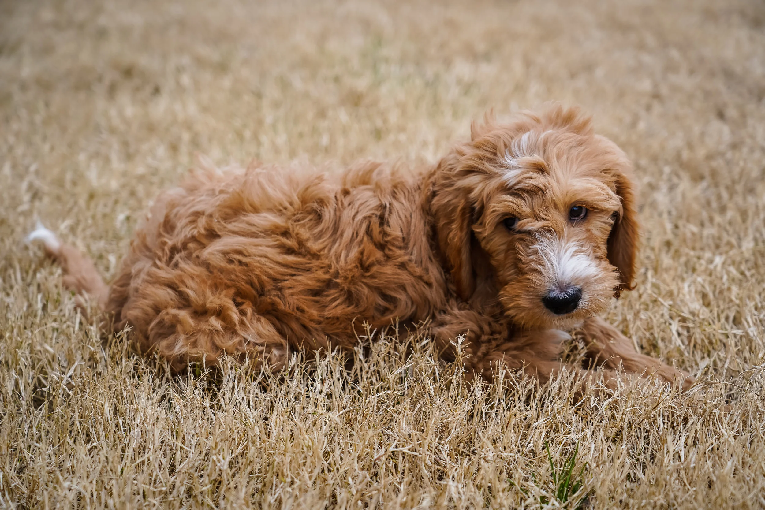 Hoosier Canines - Bernedoodle Puppies for Sale Indiana