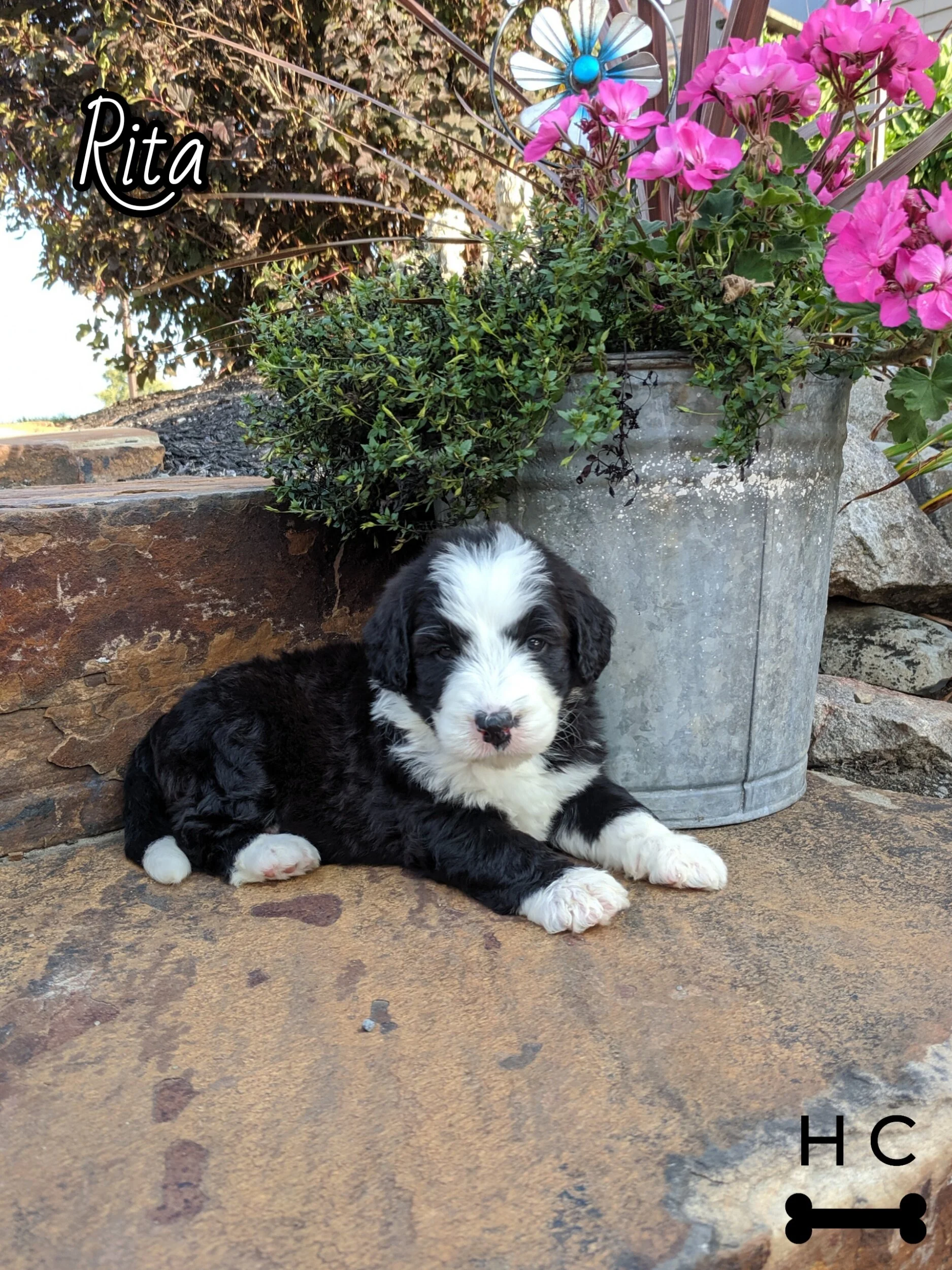 Hoosier Canines - Bernedoodle Puppies for Sale Indiana