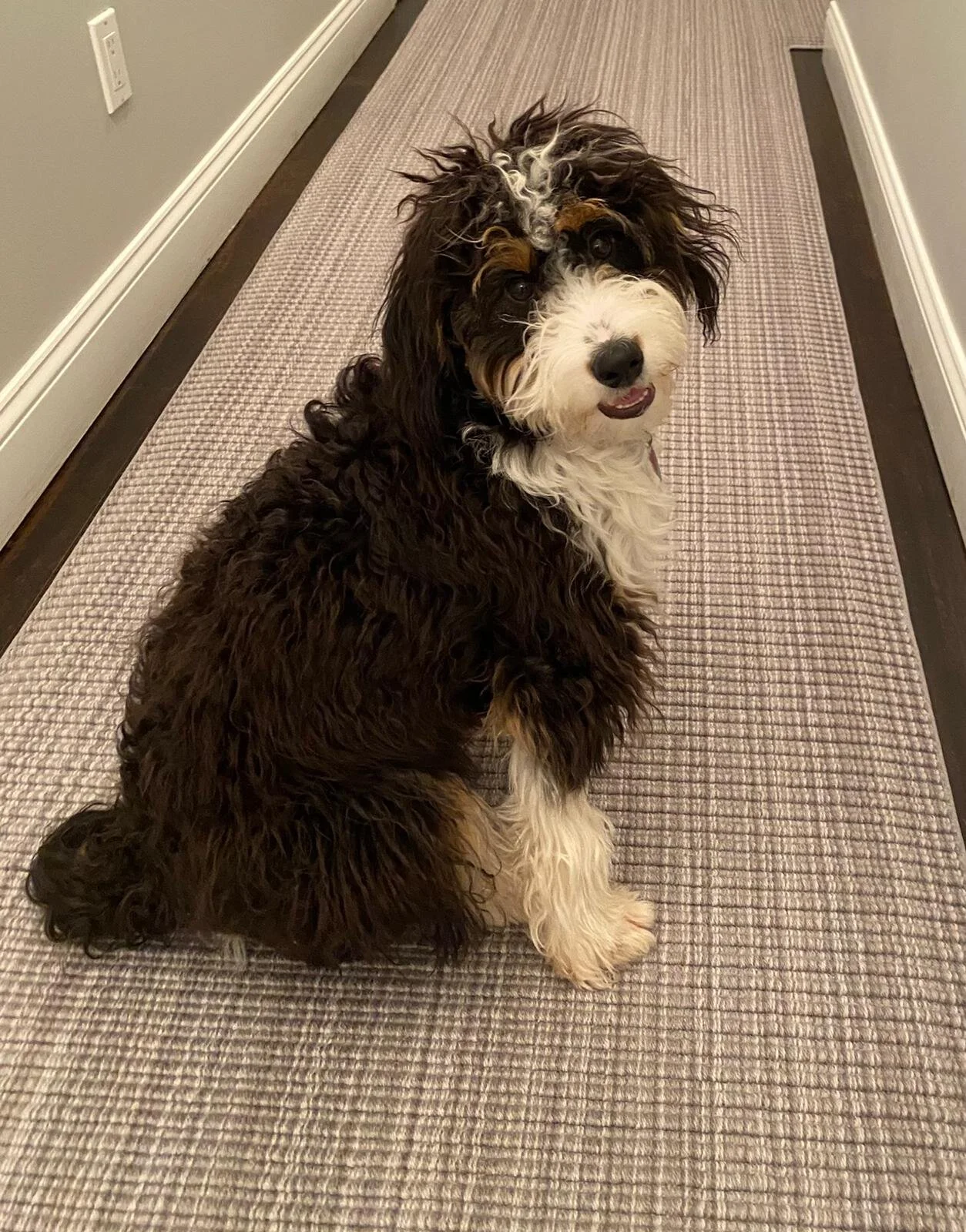 Hoosier Canines - Bernedoodle Puppies for Sale Indiana