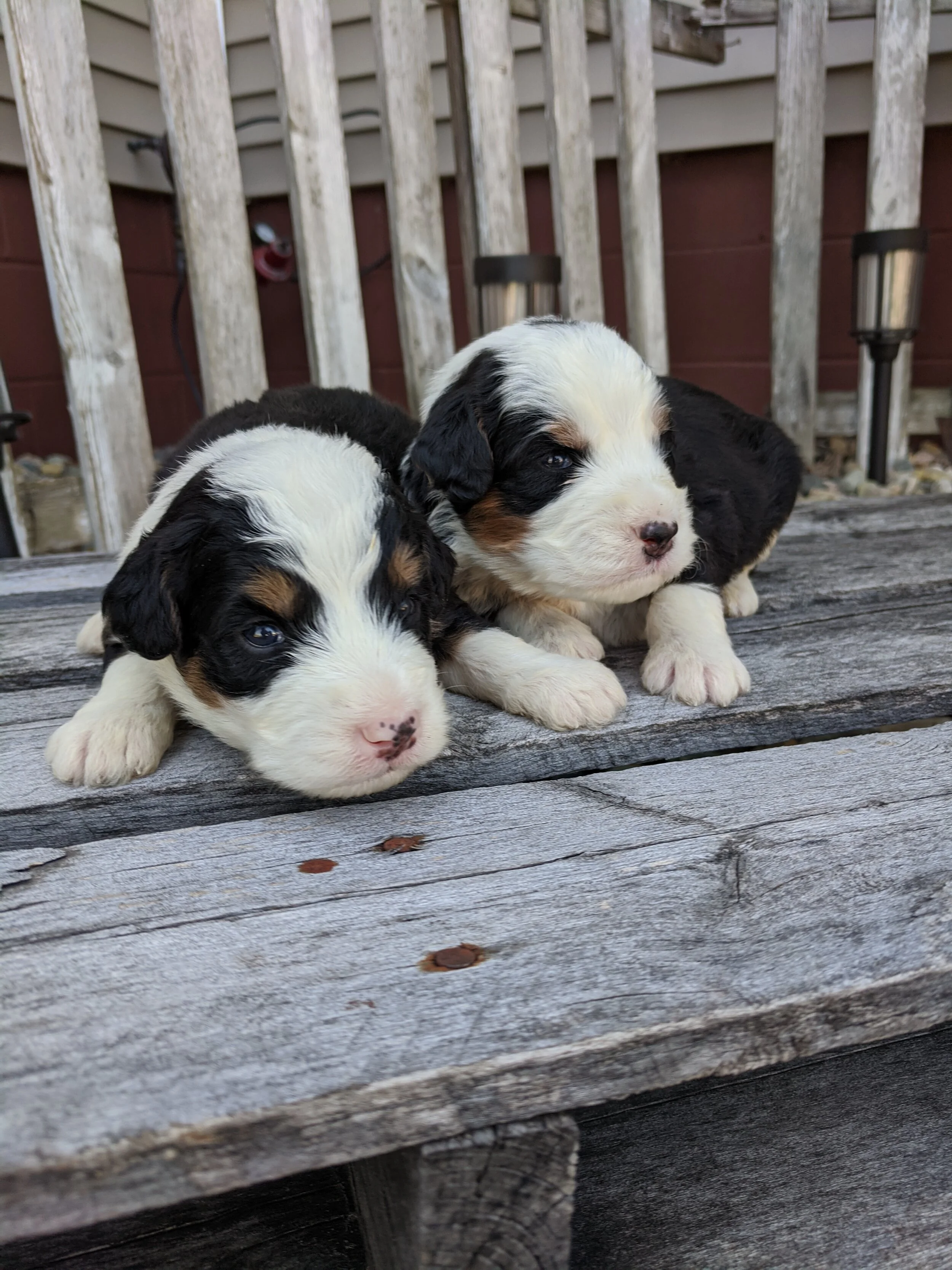 Hoosier Canines - Bernedoodle Puppies for Sale Indiana