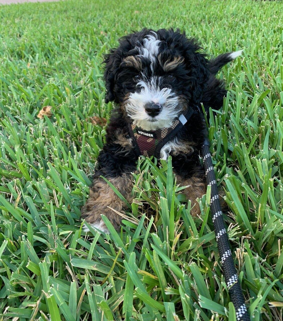 Hoosier Canines - Bernedoodle Puppies for Sale Indiana