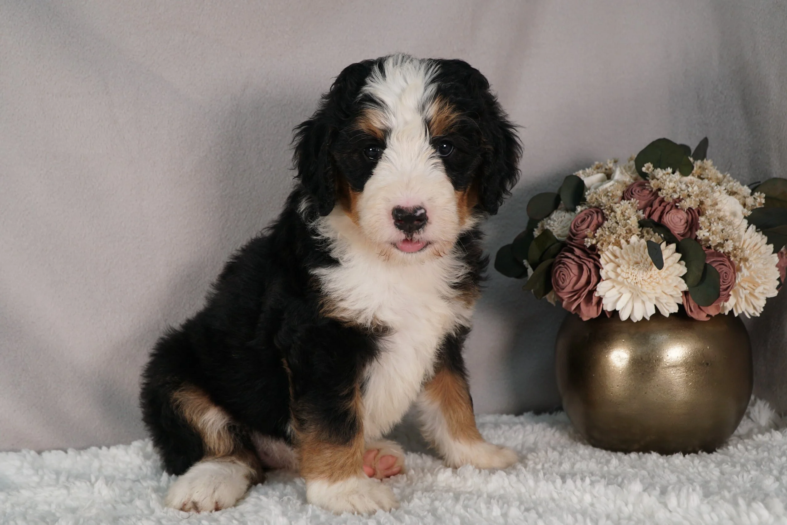 Hoosier Canines - Bernedoodle Puppies for Sale Indiana