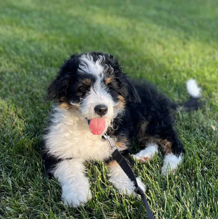 Hoosier Canines - Bernedoodle Puppies for Sale Indiana