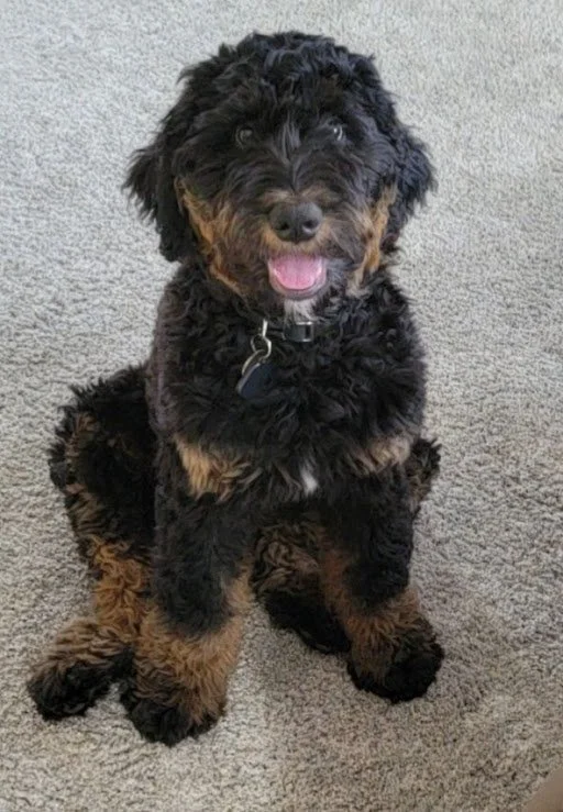 Hoosier Canines - Bernedoodle Puppies for Sale Indiana