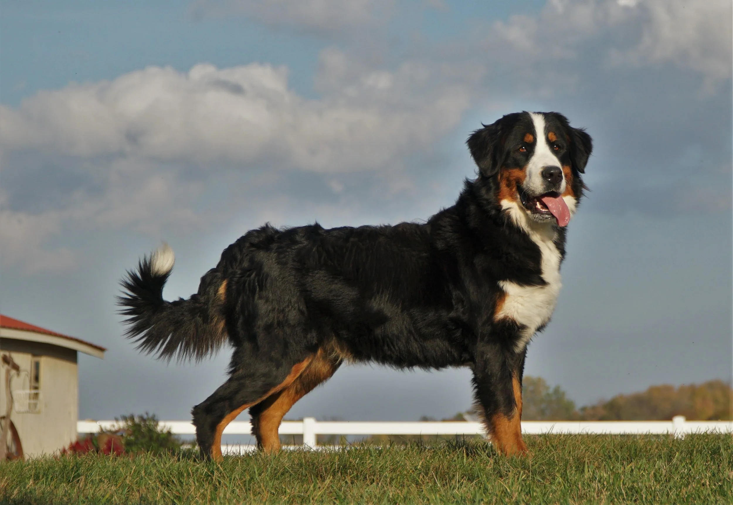 Our Facility — Hoosier Canines