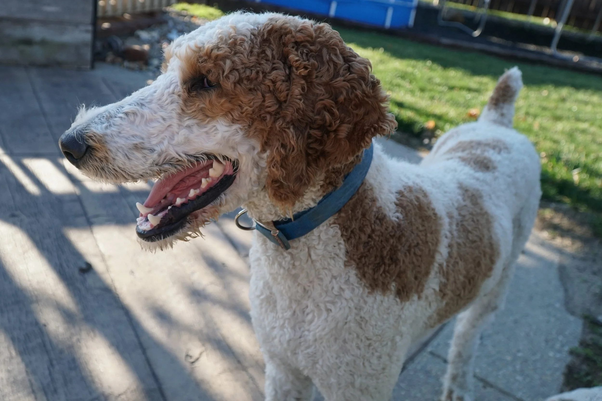 Our Top-Class Male Dogs — Hoosier Canines