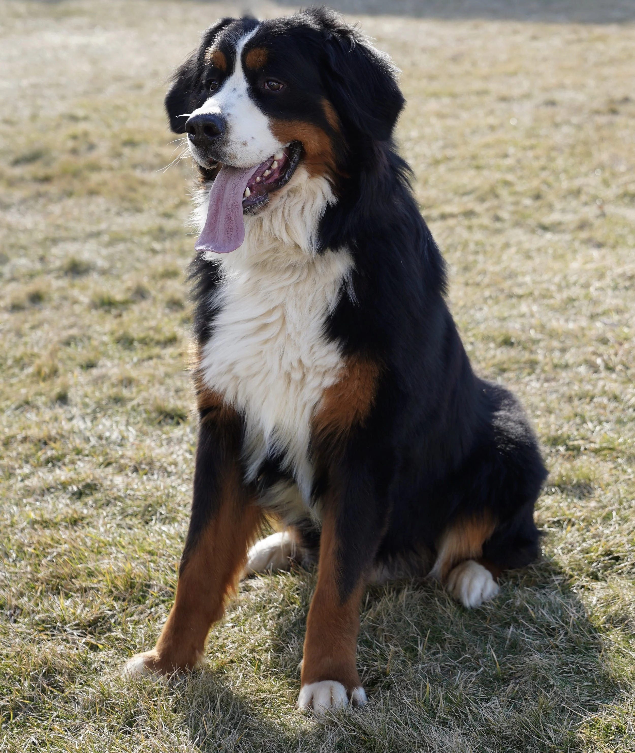 Our Top-Class Male Dogs — Hoosier Canines