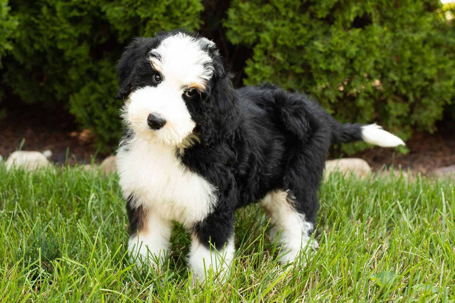 Bernedoodles For Sale Indiana — Hoosier Canines
