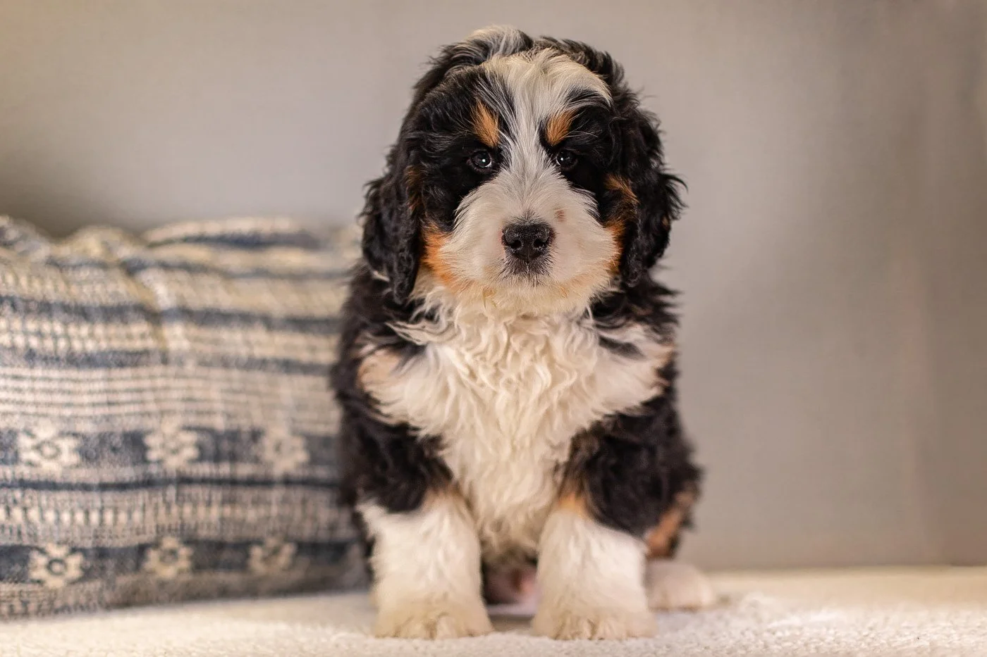 Frank - Trained Bernedoodle — Hoosier Canines