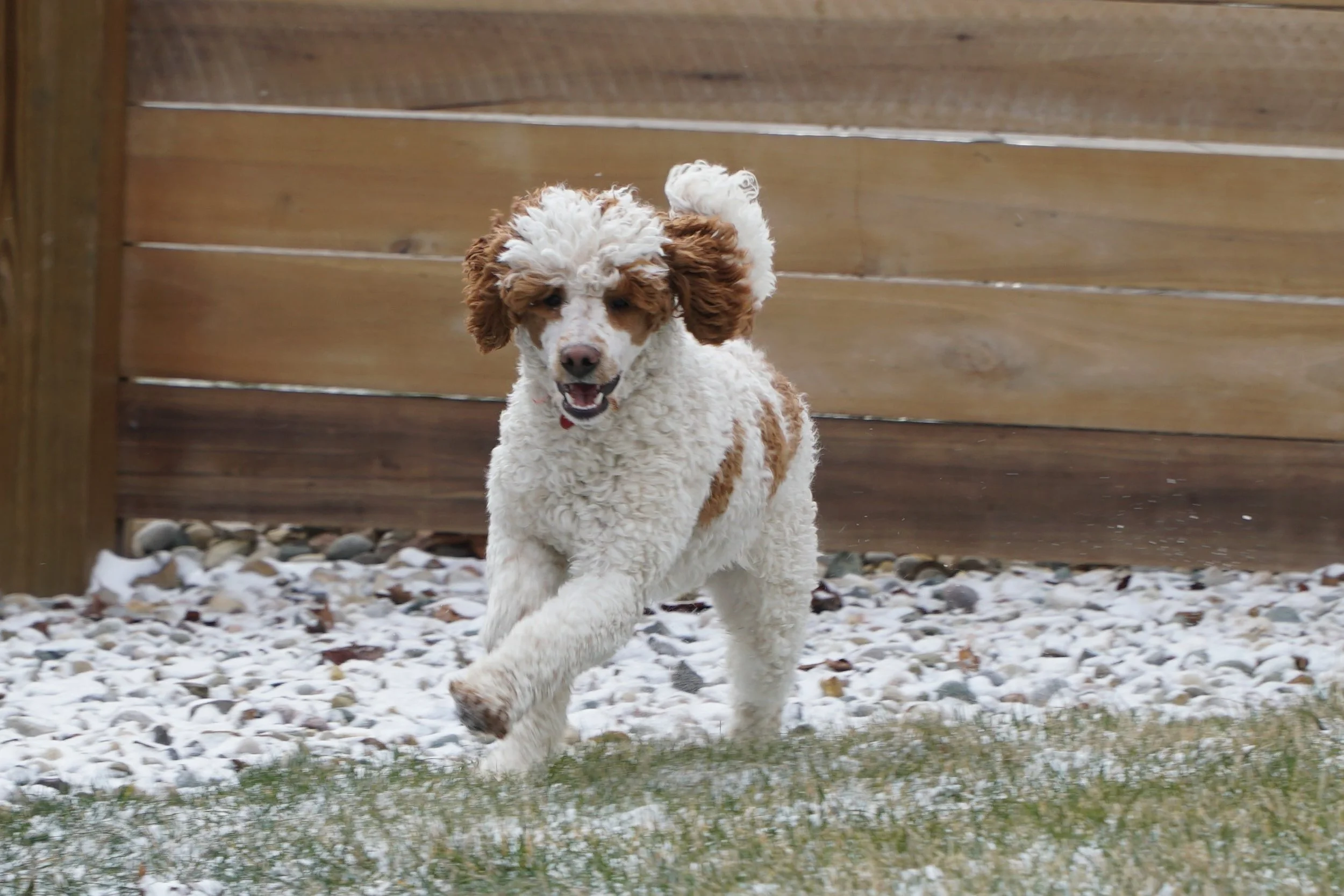 Our Top-Class Male Dogs — Hoosier Canines