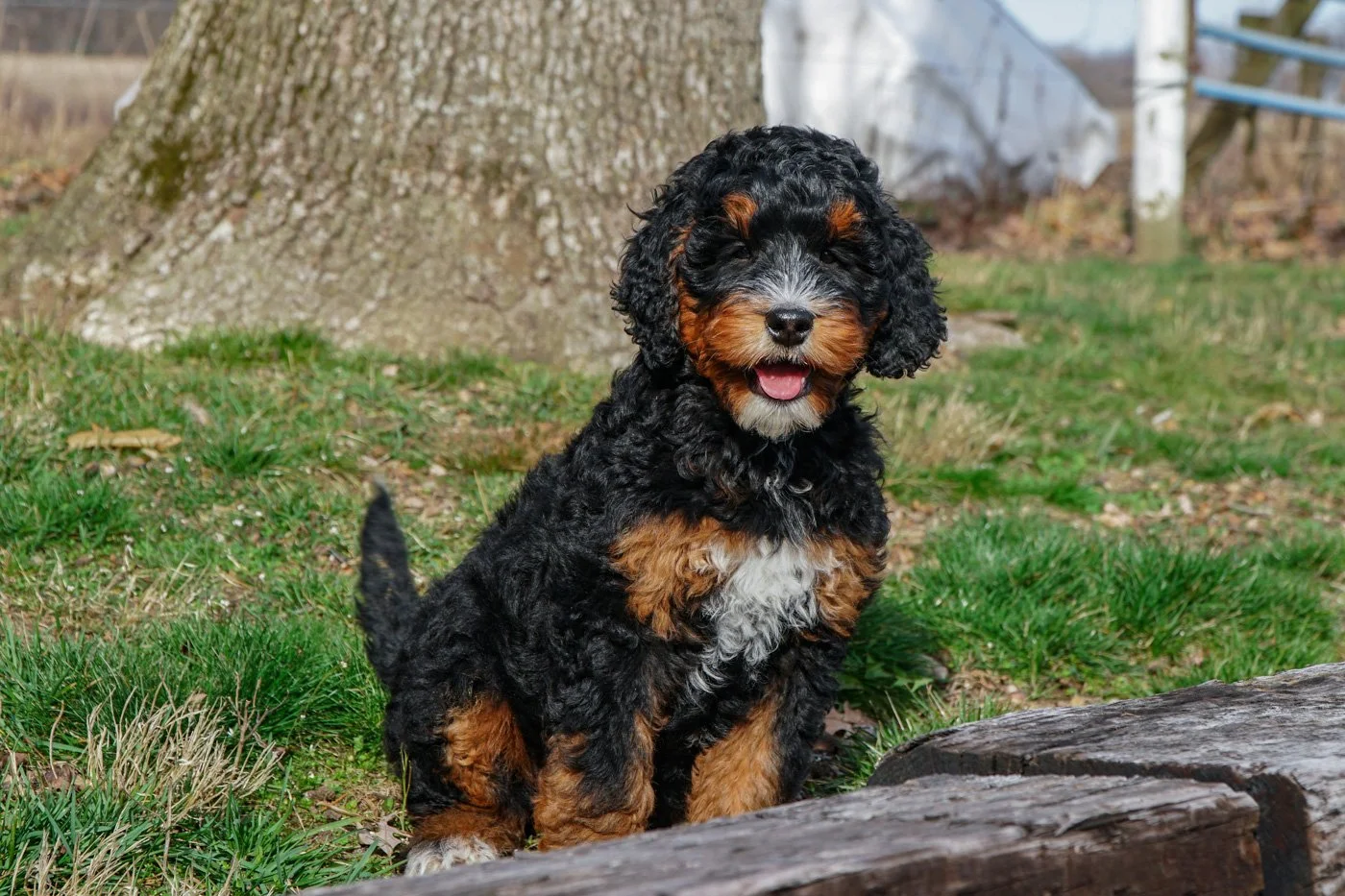 Bernedoodles For Sale Indiana — Hoosier Canines